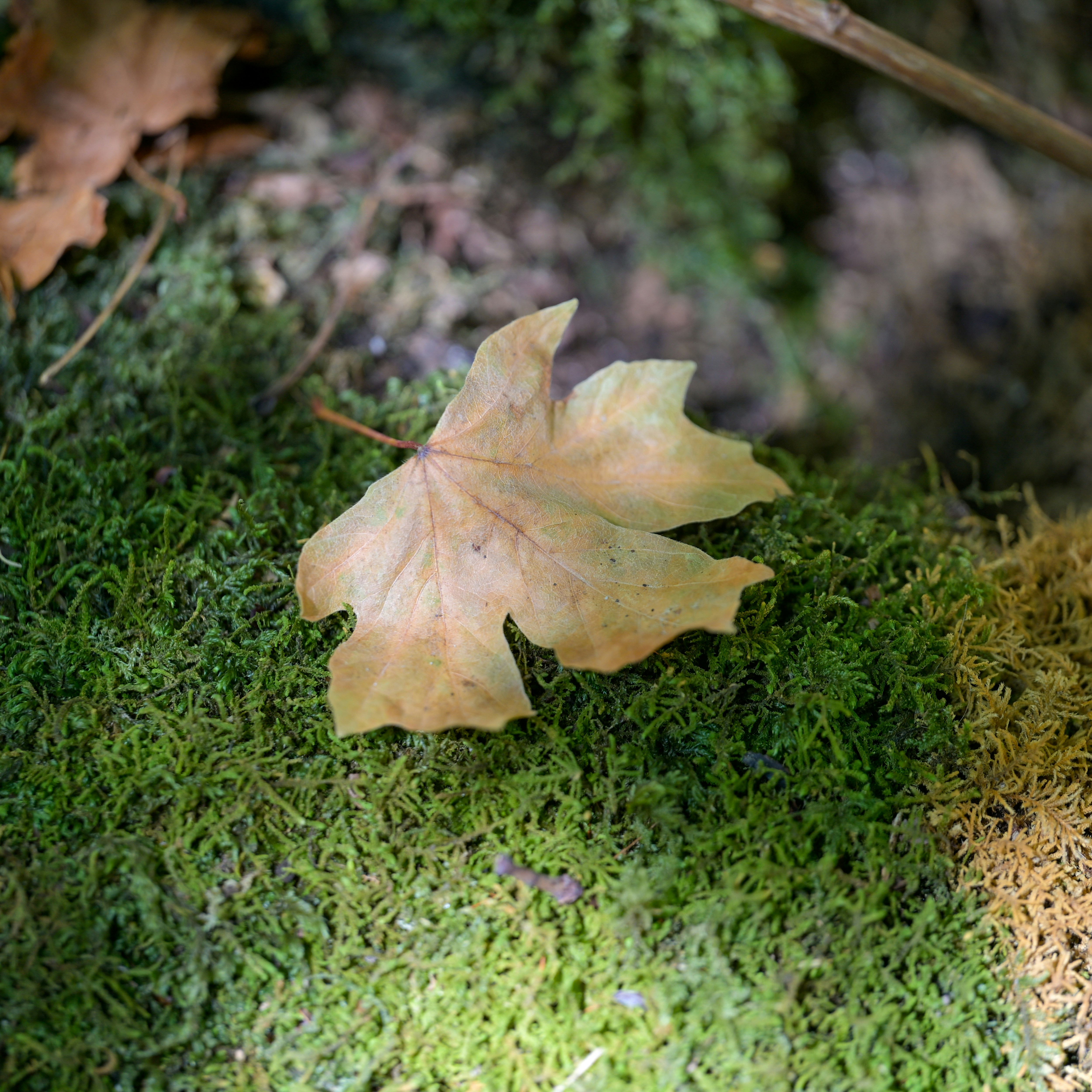 Autumn Leaf Nestled in Mossy Green Quiet