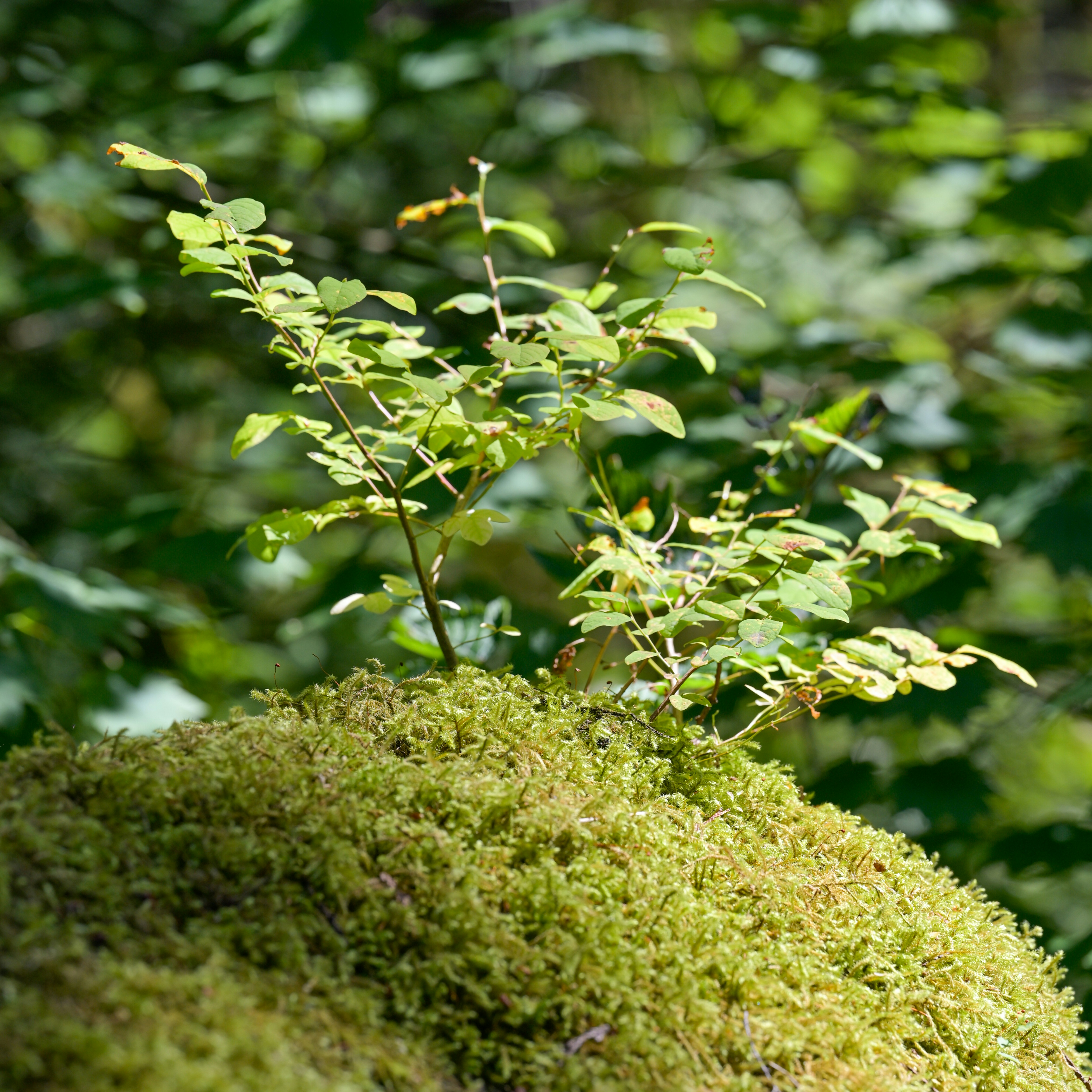 New Growth Amid Mossy Quiet: A Fresh Sprout Above the Green Carpet