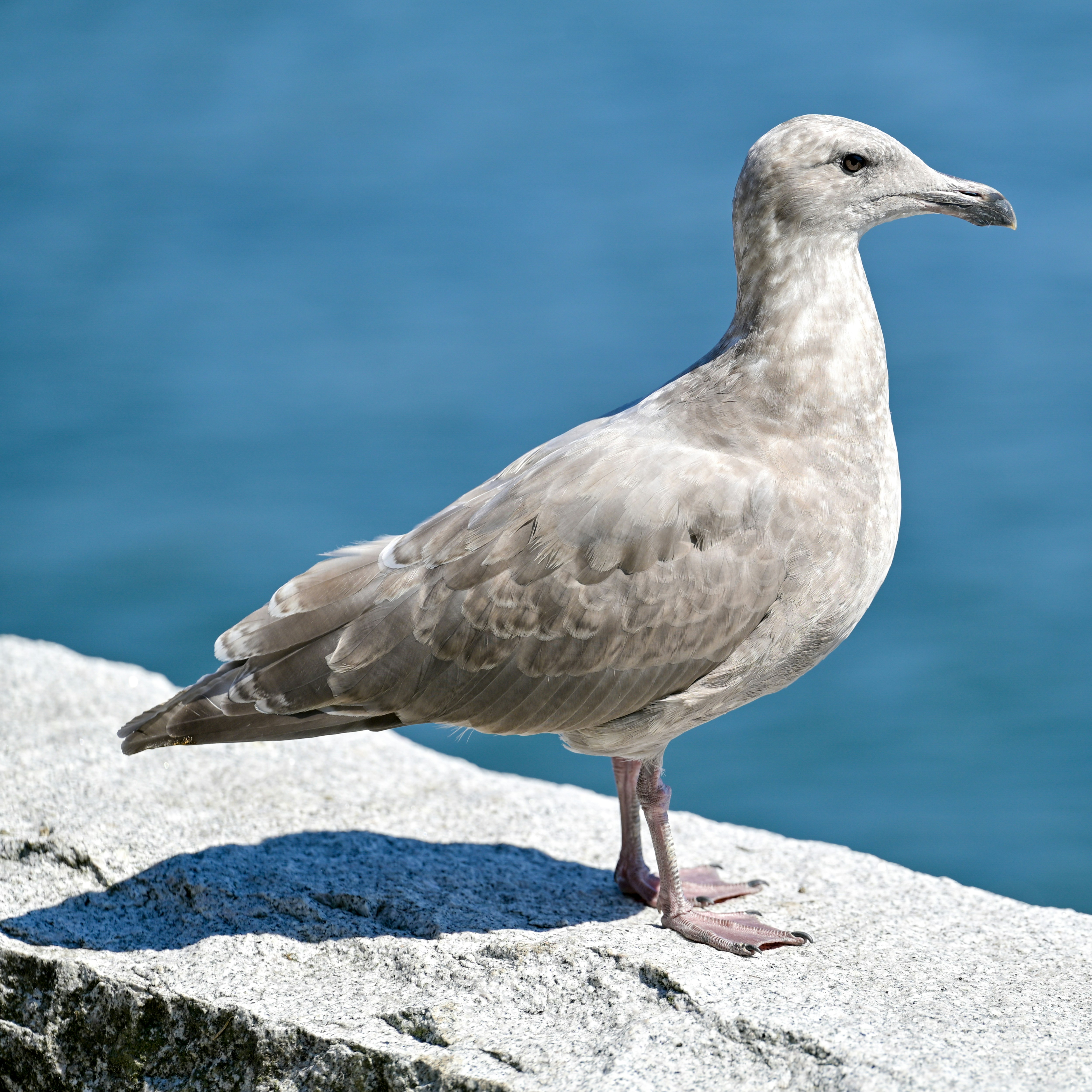 Seaside Gull Standing at the Edge of a Rocky Pier