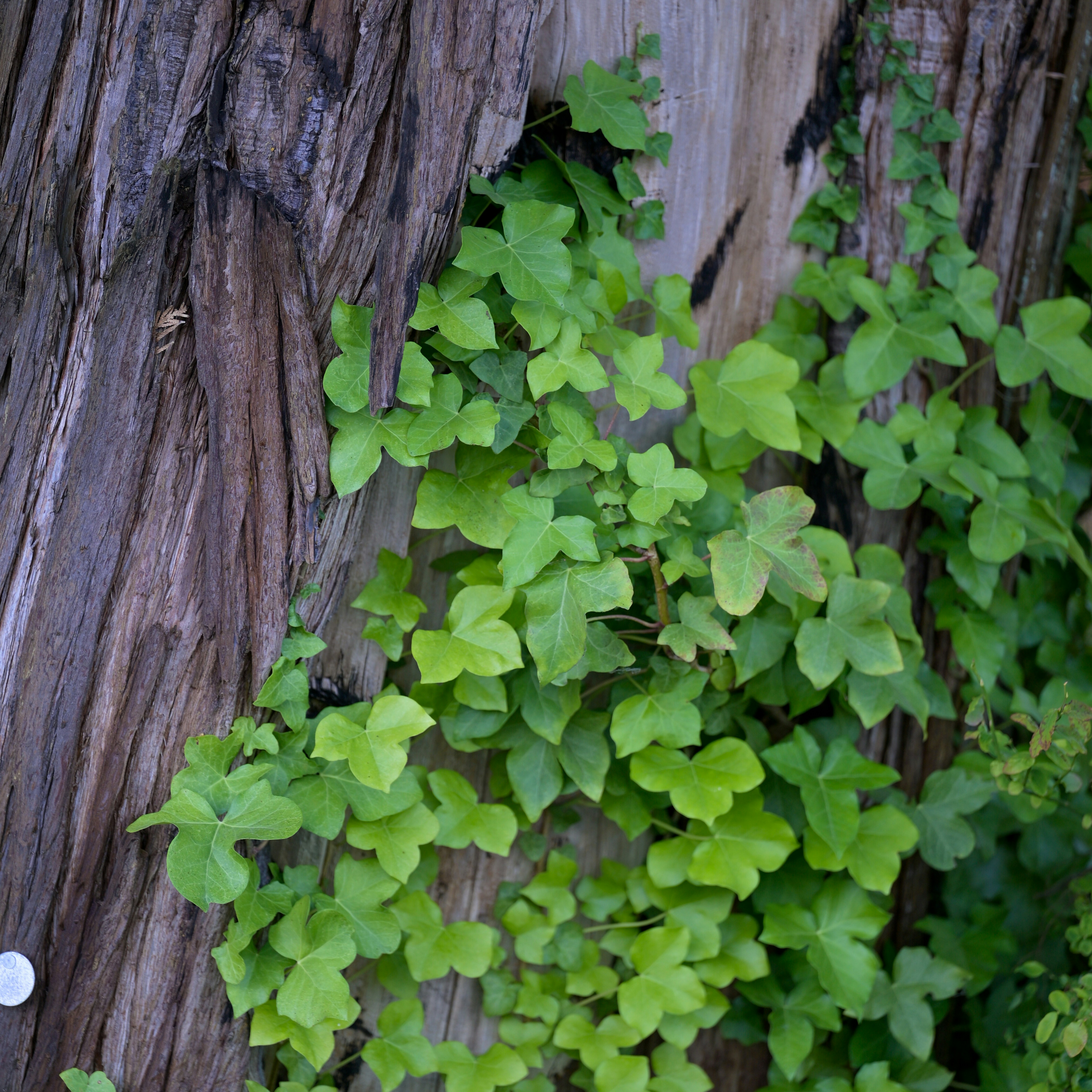 Vines do Bark: Fresh Green Contrast on Weathered Wood