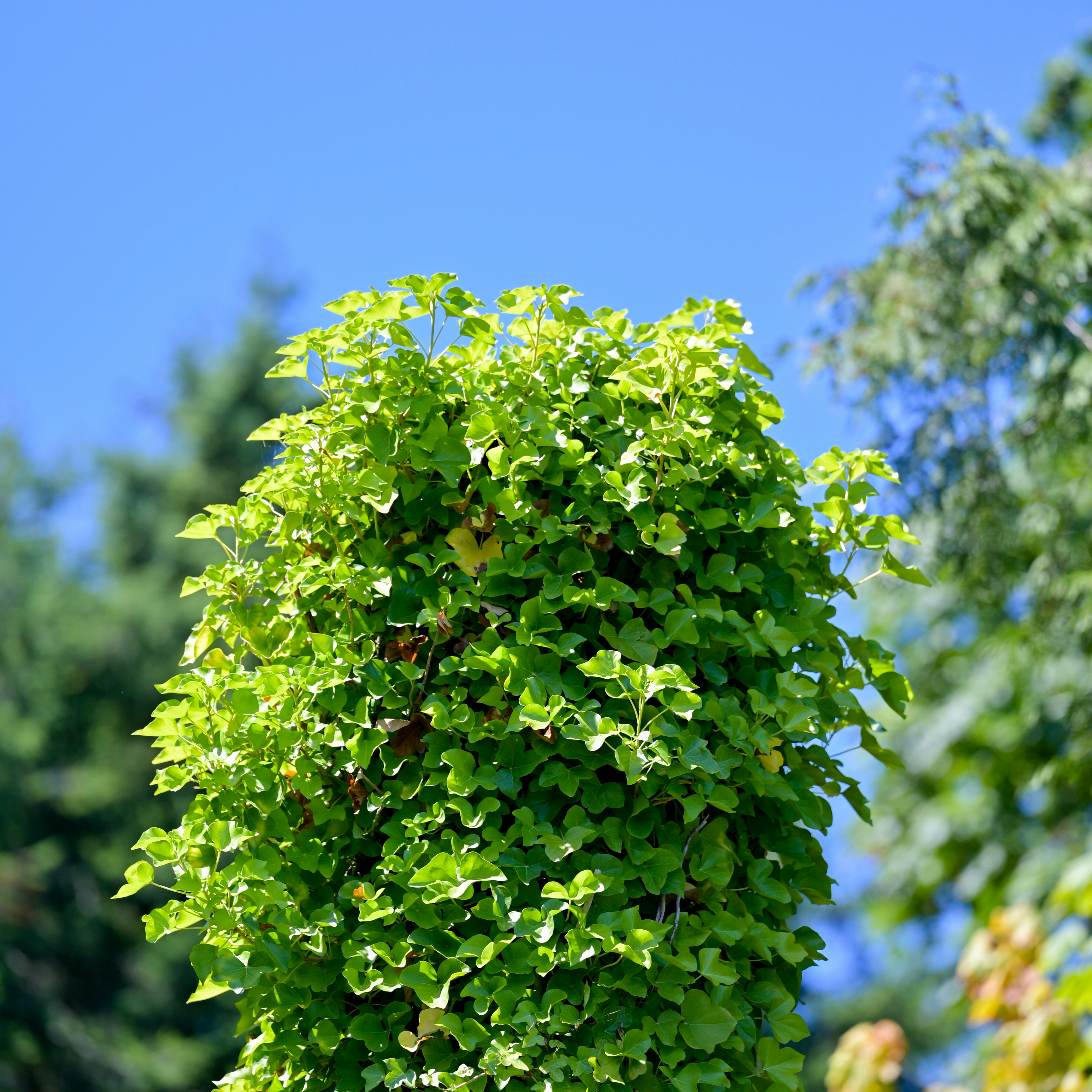 Lush Green Topiary Reaching Toward a Clear Blue Sky
