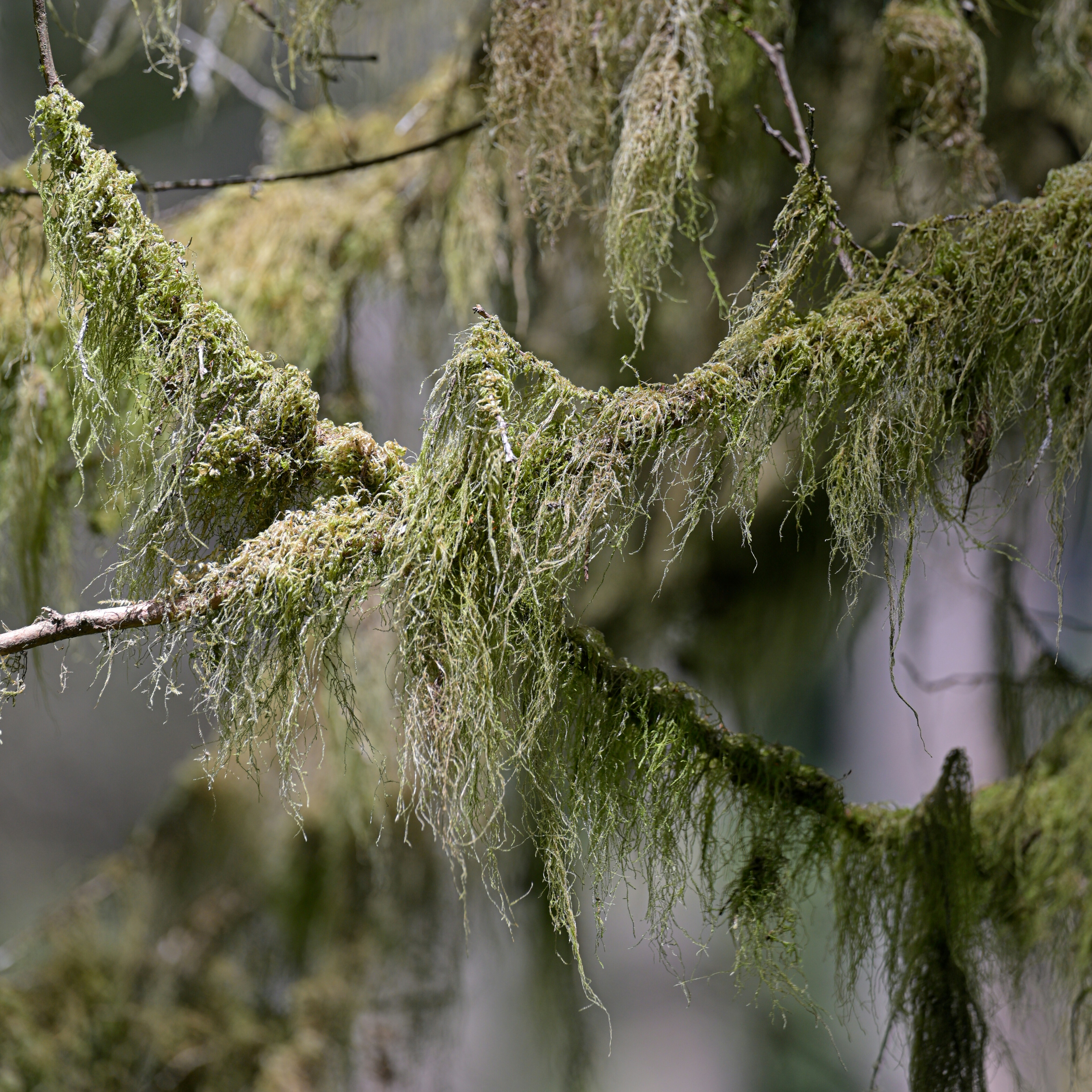 Mossy Tendrils: A Quiet Moment in the Green Veil