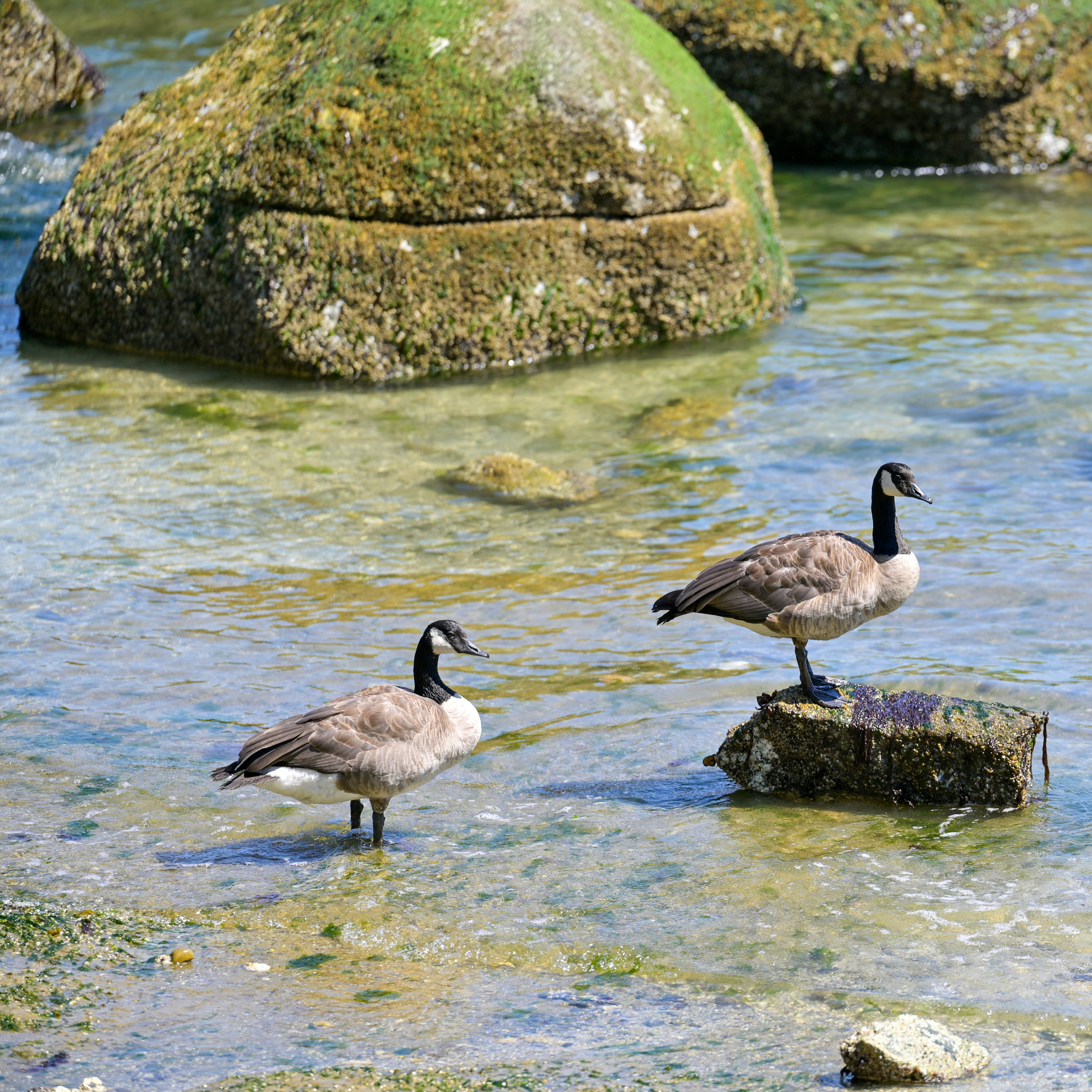 Two Snow Geese Guard the Tidal Tidal Flats