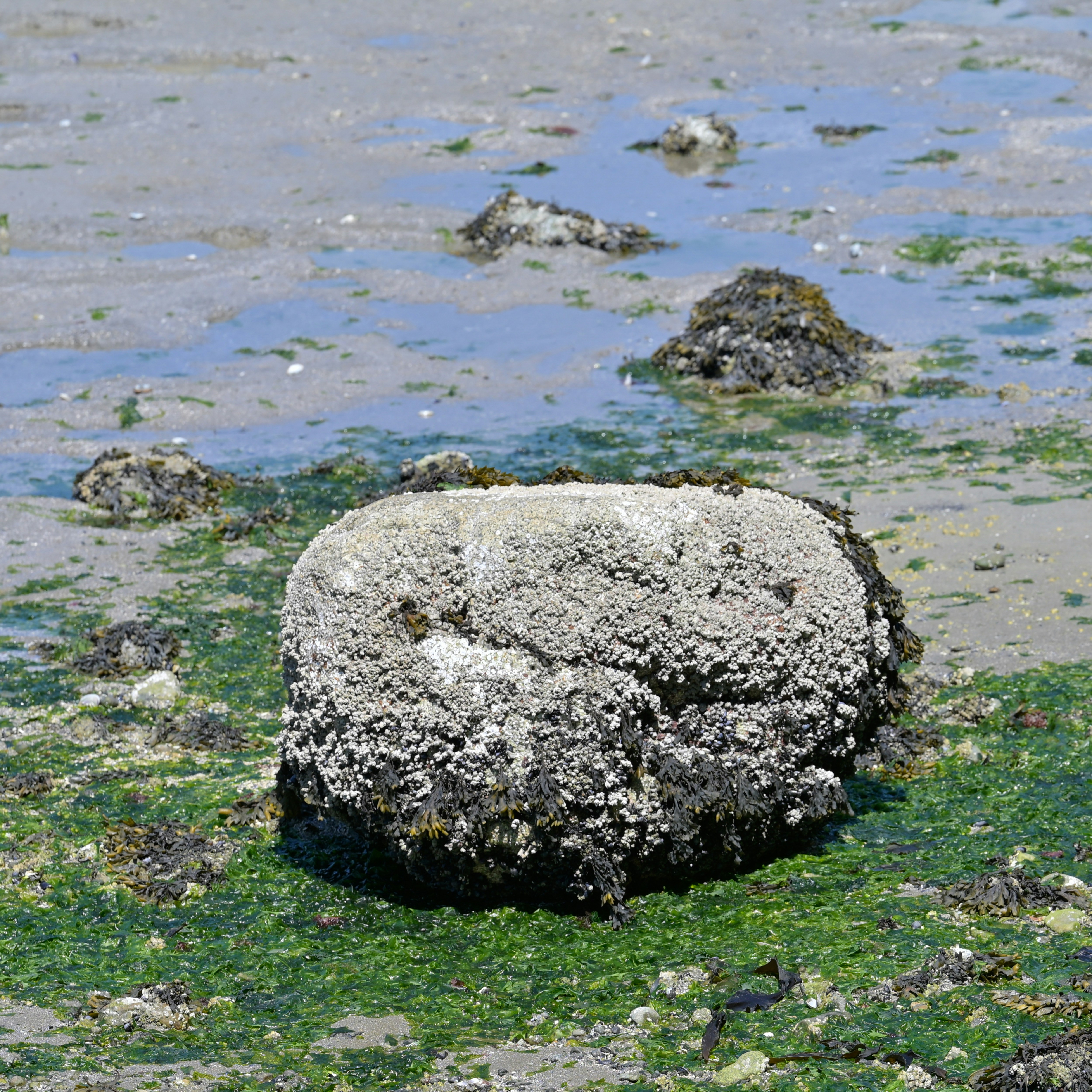 Lichen-Credited Rock in Tidal Pool