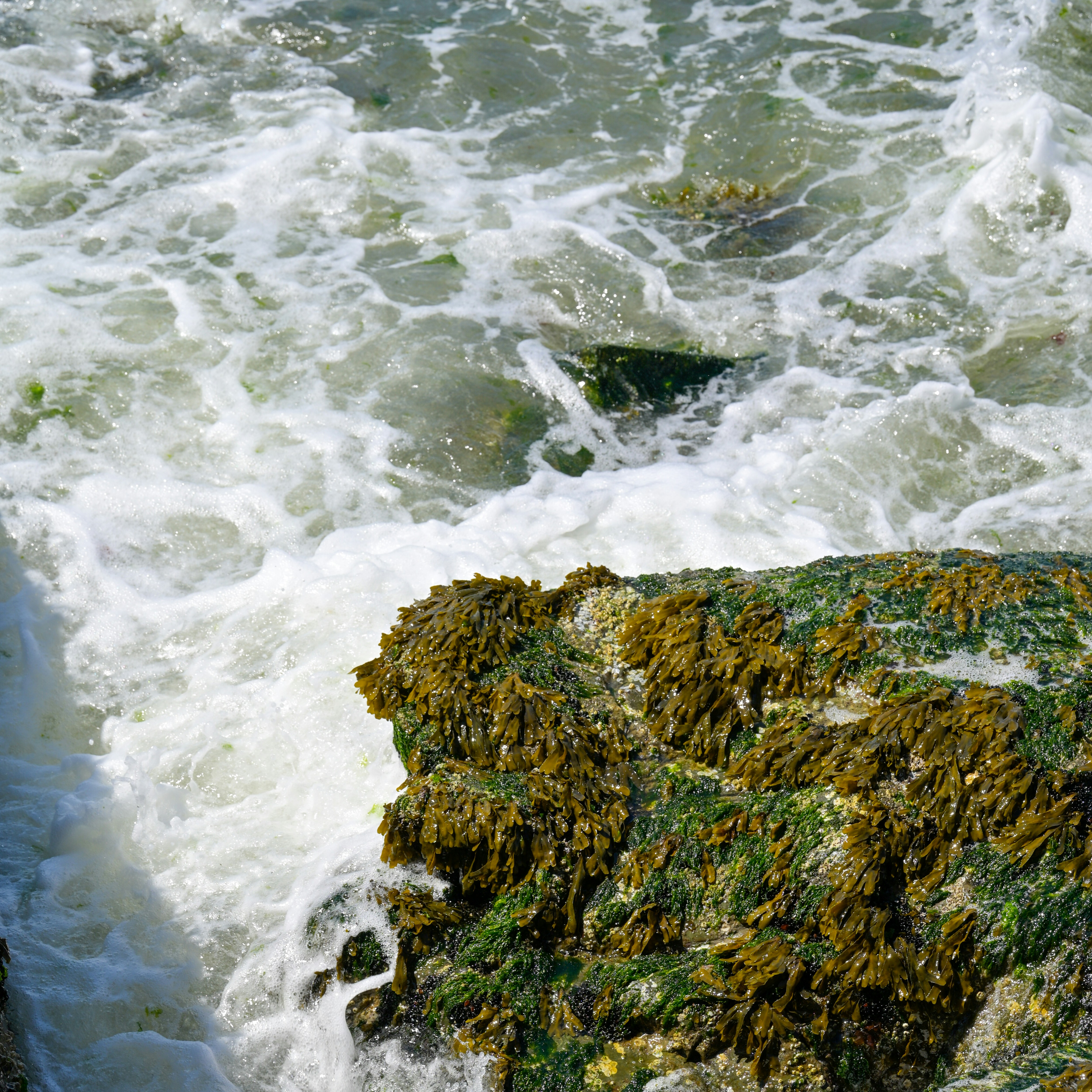 Foamy Coastline: Barnacle-clad Rocks Meet Surging Tide