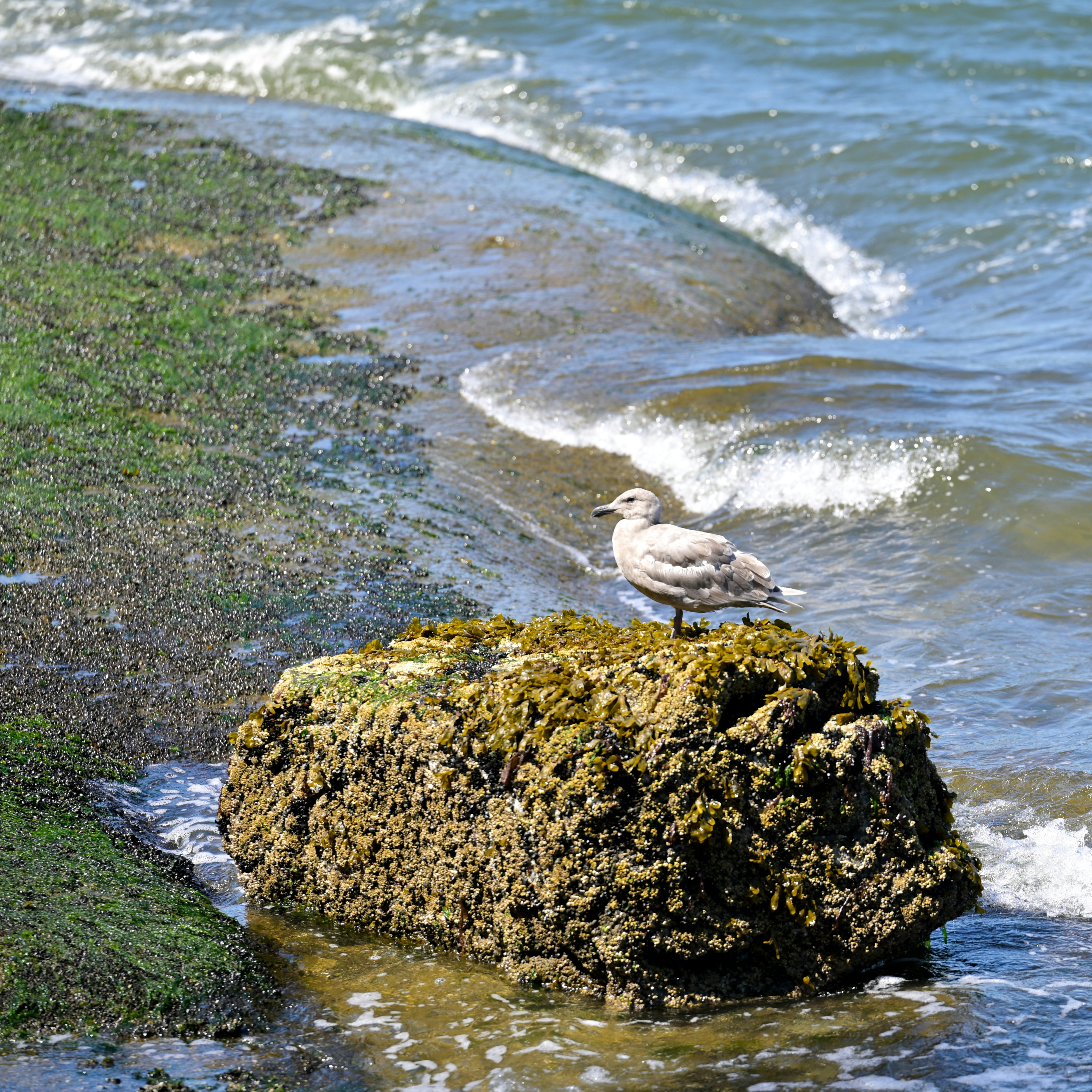 Seabird Resting on a Sea-Warden Rock
