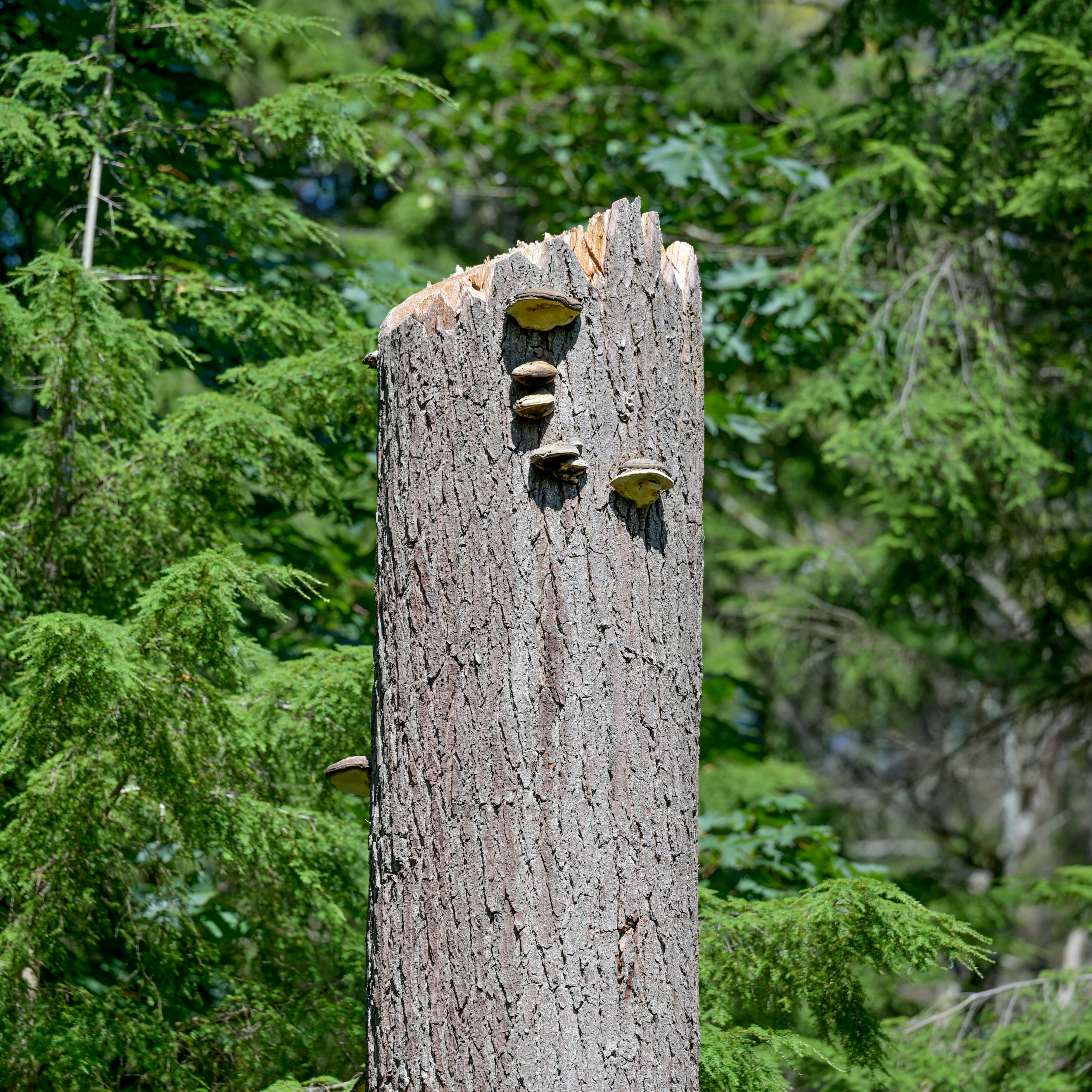 Weathered sentinel: a moss-dusted post crowned with fungi