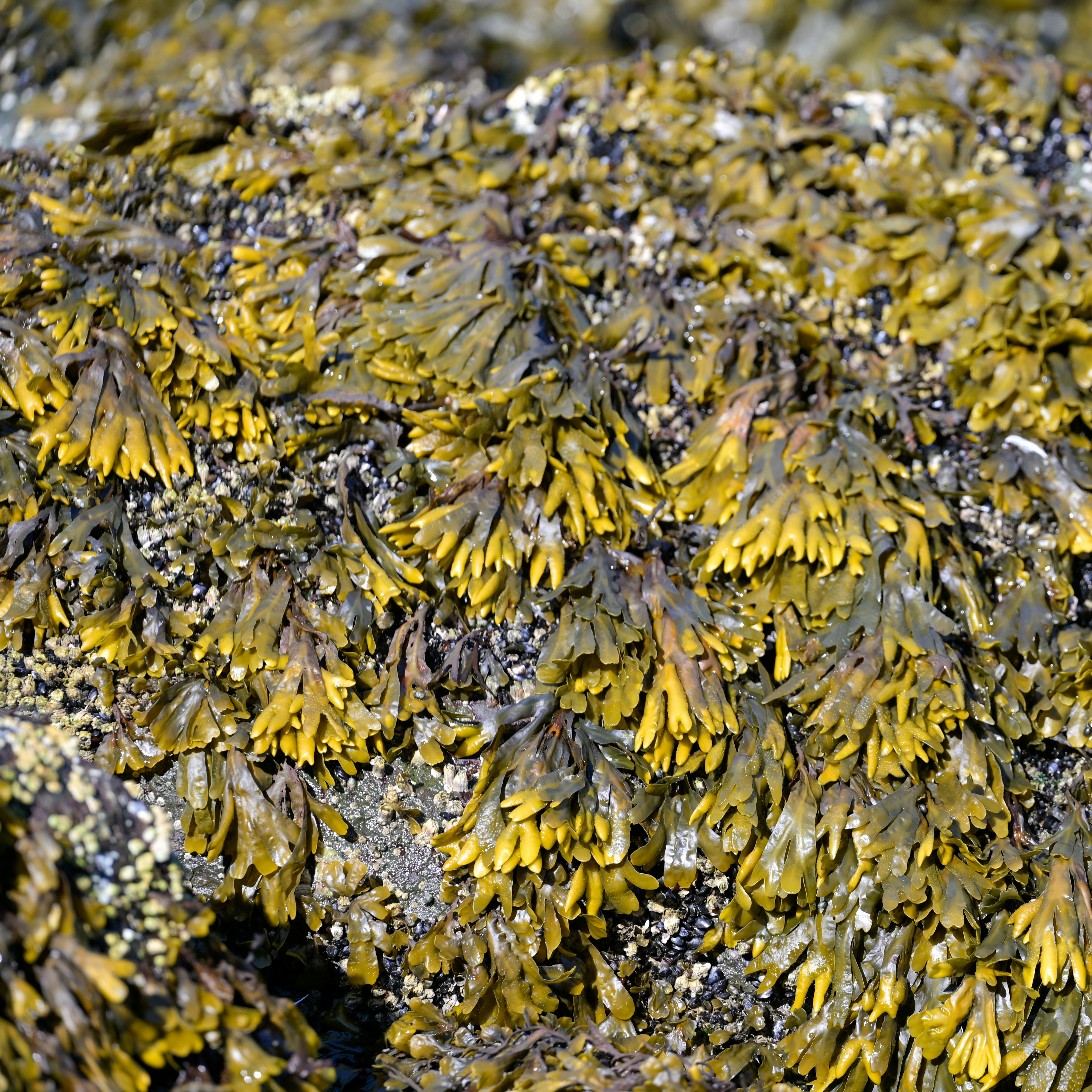 Golden Seaweed Bloom on a Mossy Tide