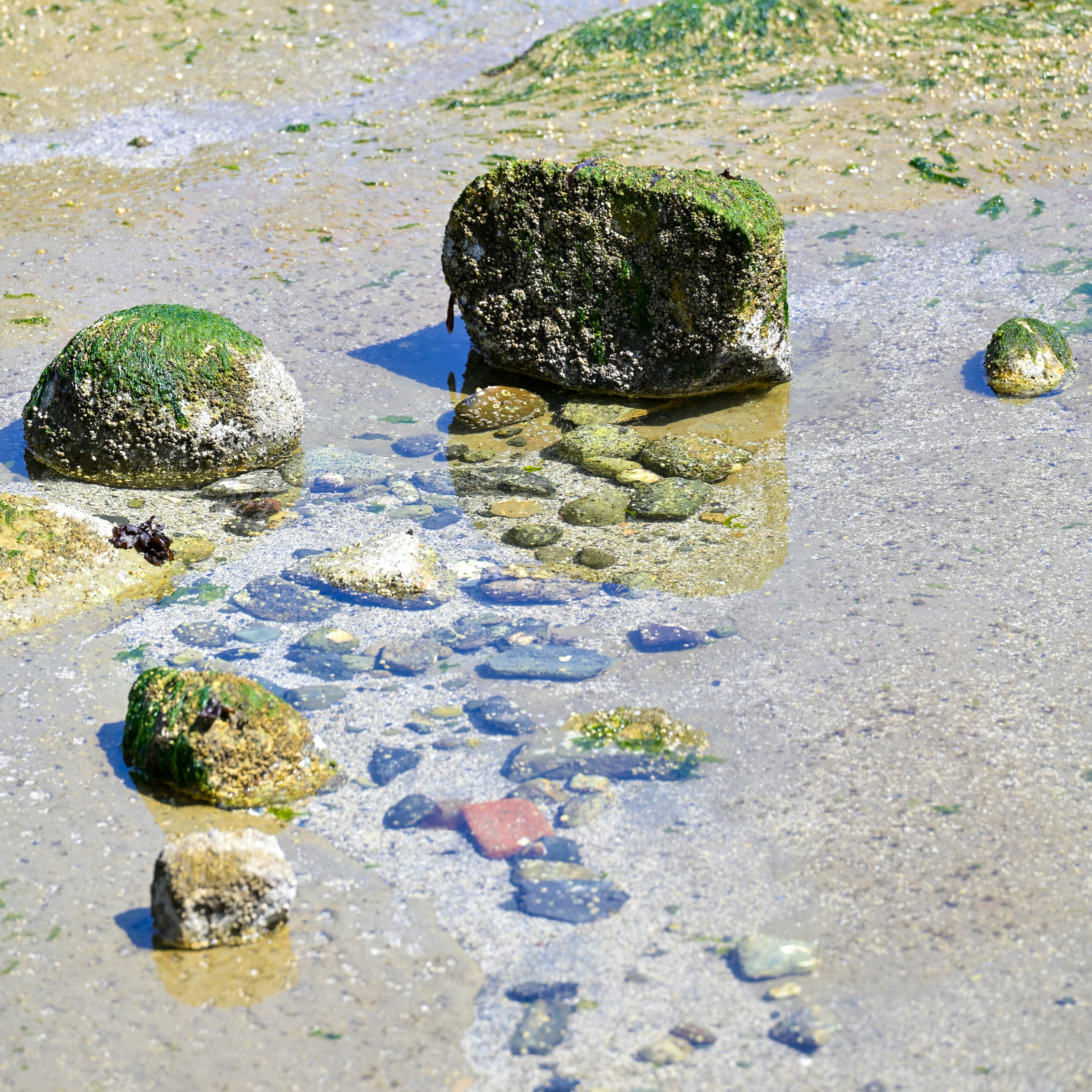Glassy Tide Pool and Moss-Covered Rocks along a Shimmering Shore