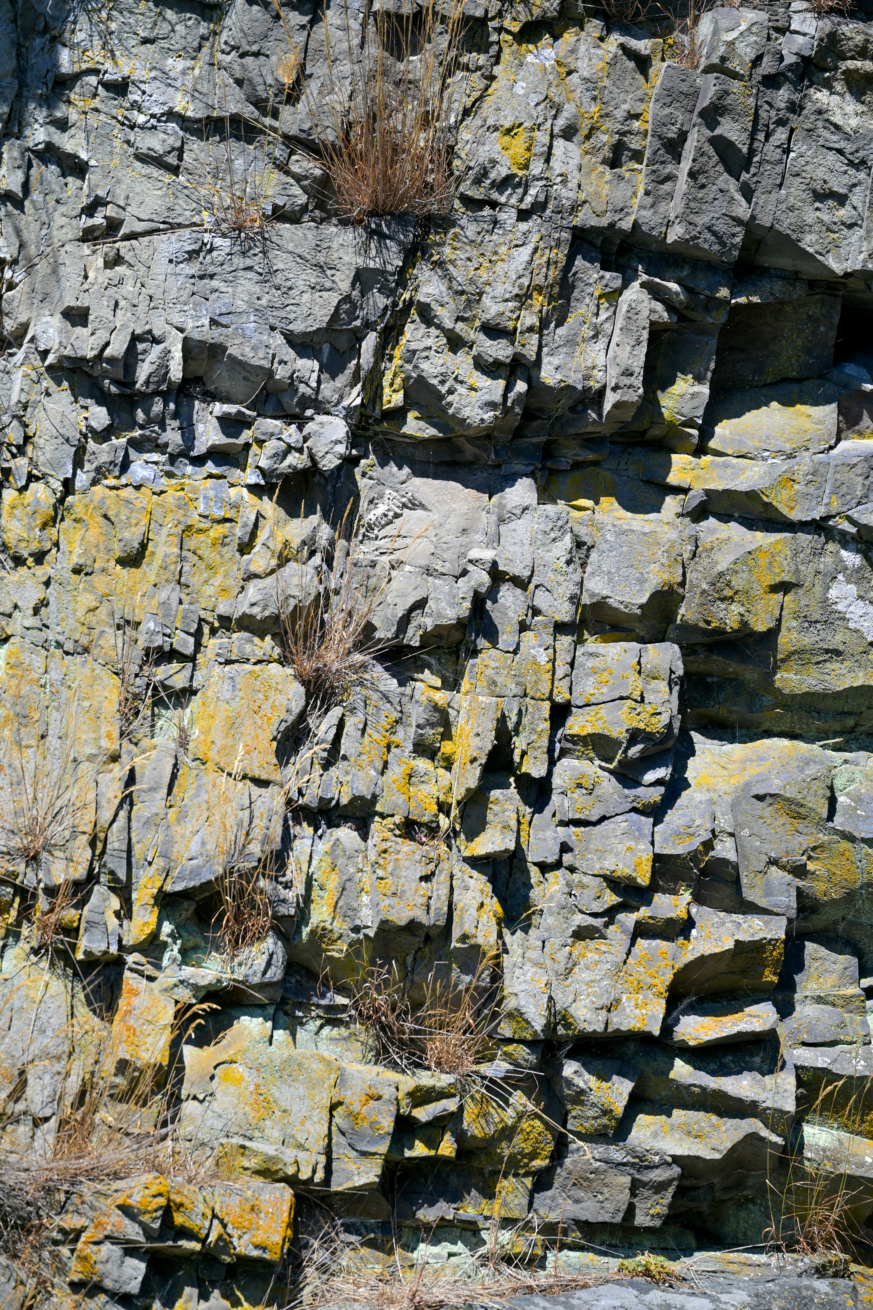 Lichen-Streaked Cliff: A Quiet Tapestry of Rock and Grass