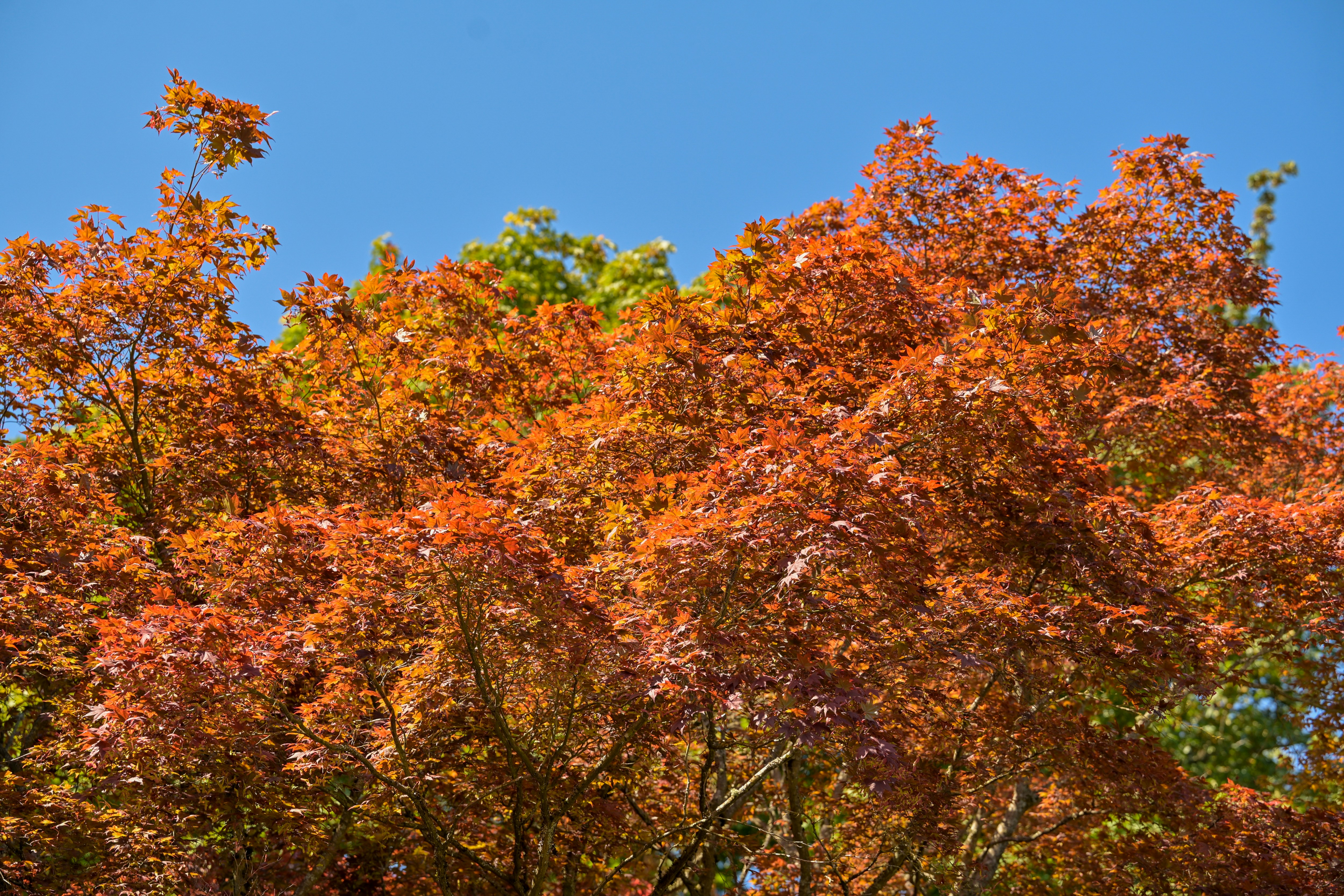 Vibrant Autumn Canopy Against a Clear Sky