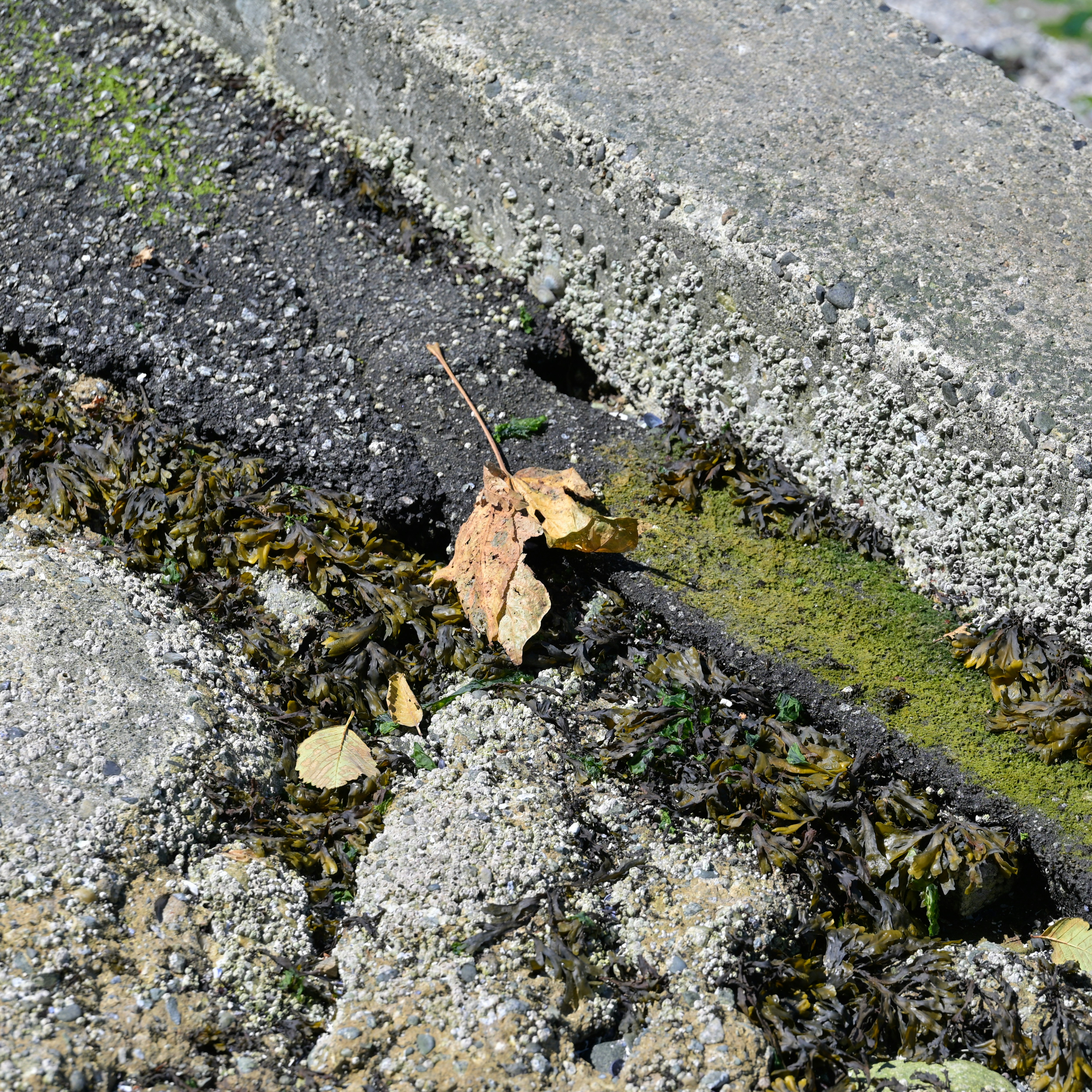 Autumn Leaf Resting in a Moss-Ced Cracked Concrete crevice
