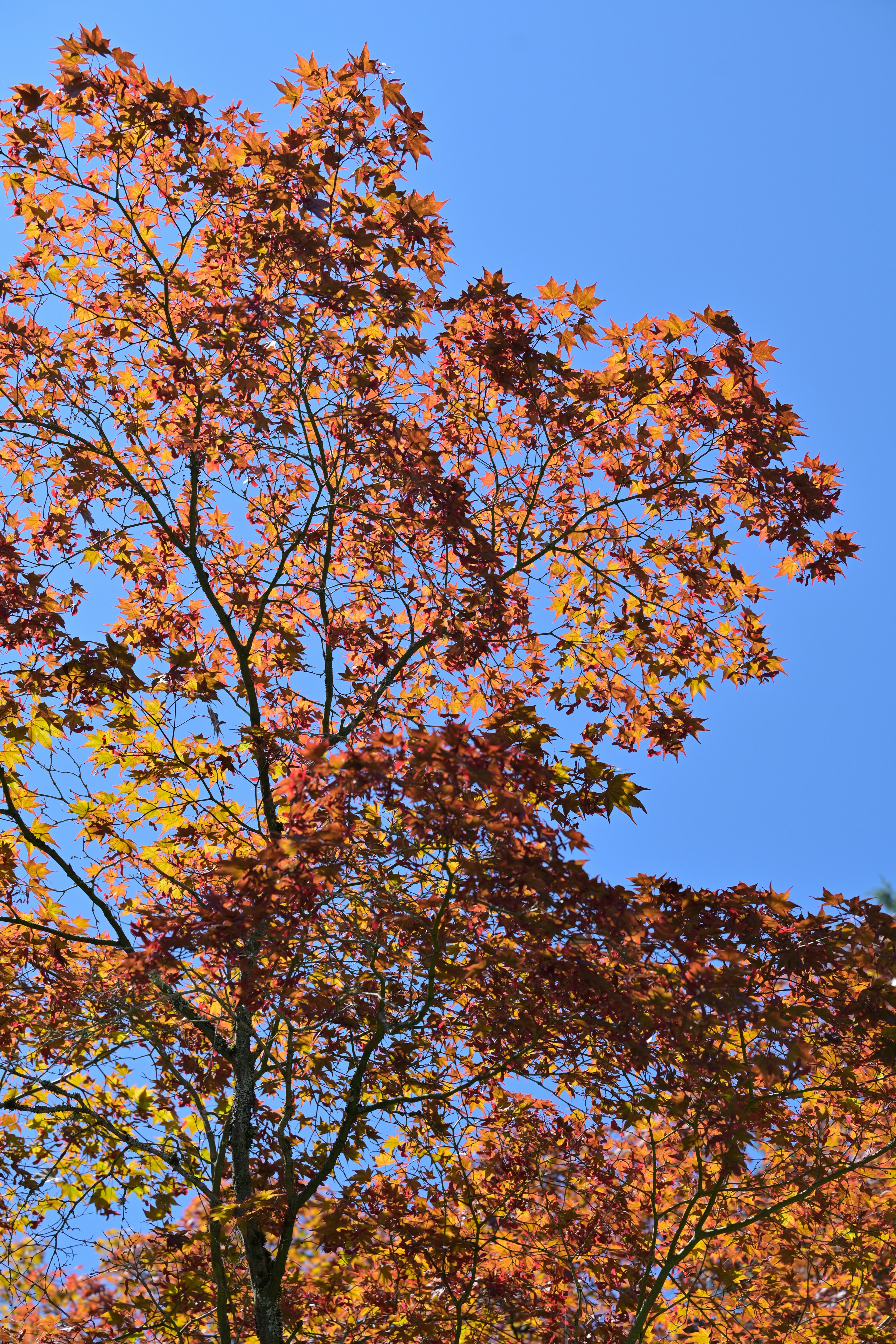 Autumn Maple Crown Reaching Toward a Cobalt Sky