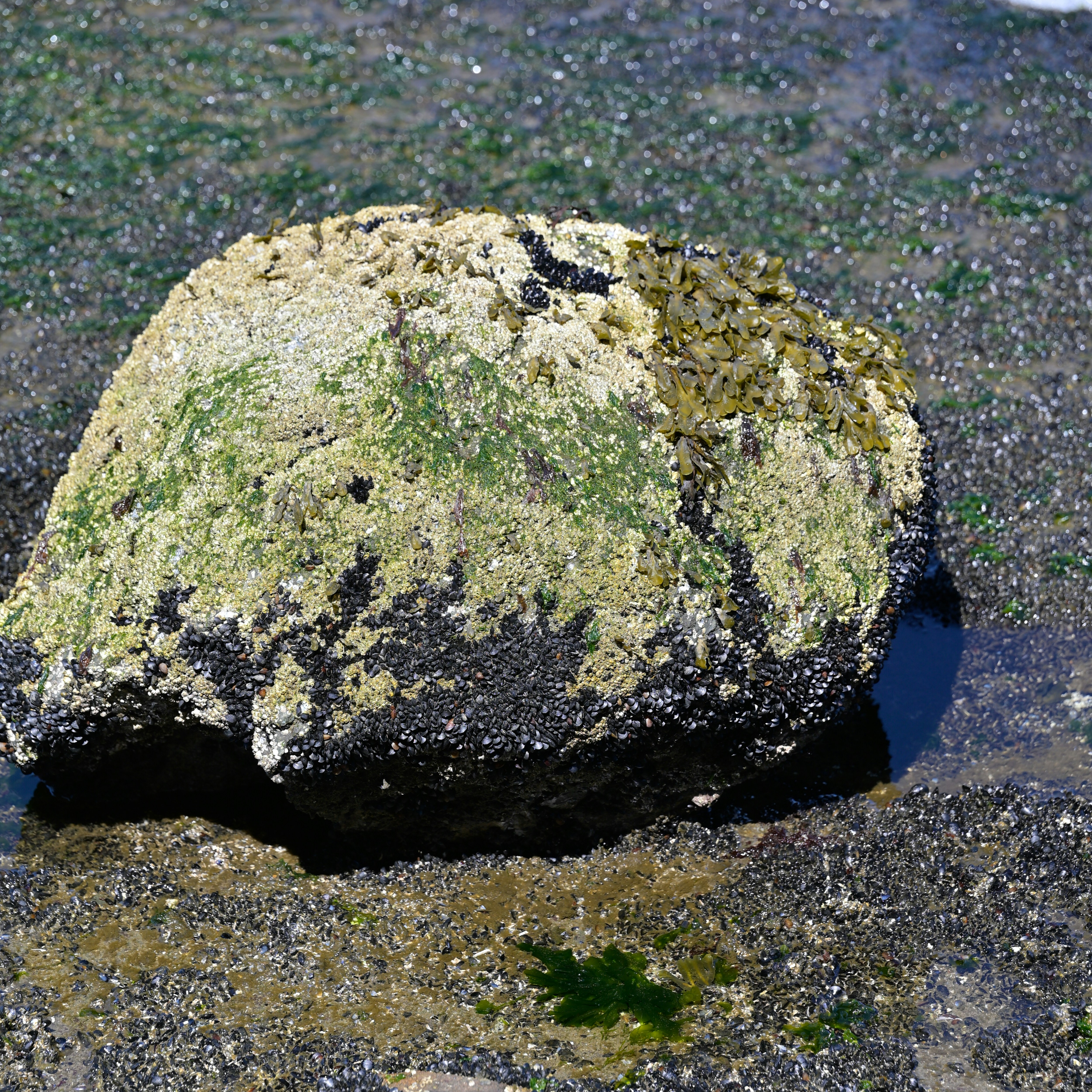 Algae-veiled Boulder awakens the shoreline
