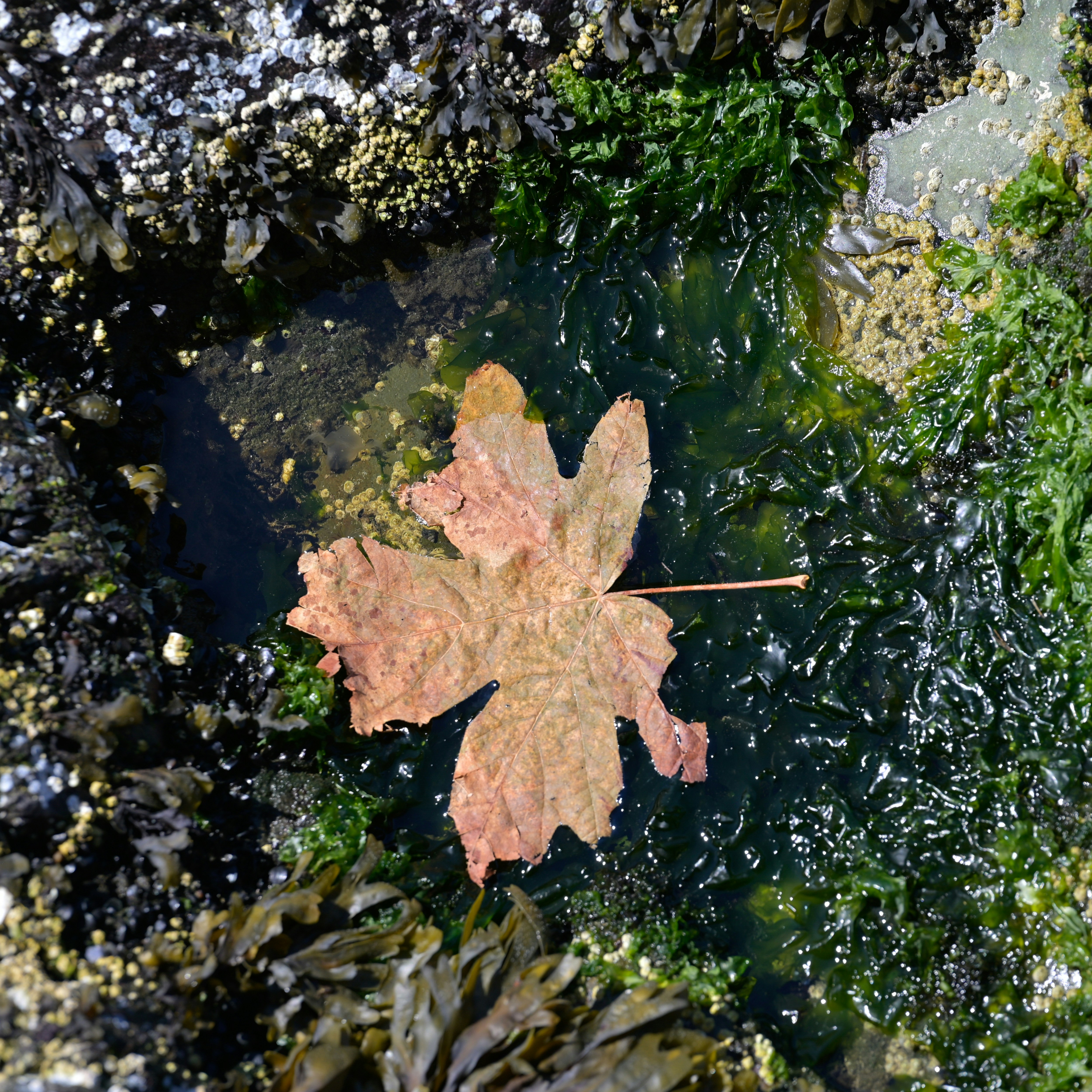 Autumn Leaf Adrift in a Tidal Bed