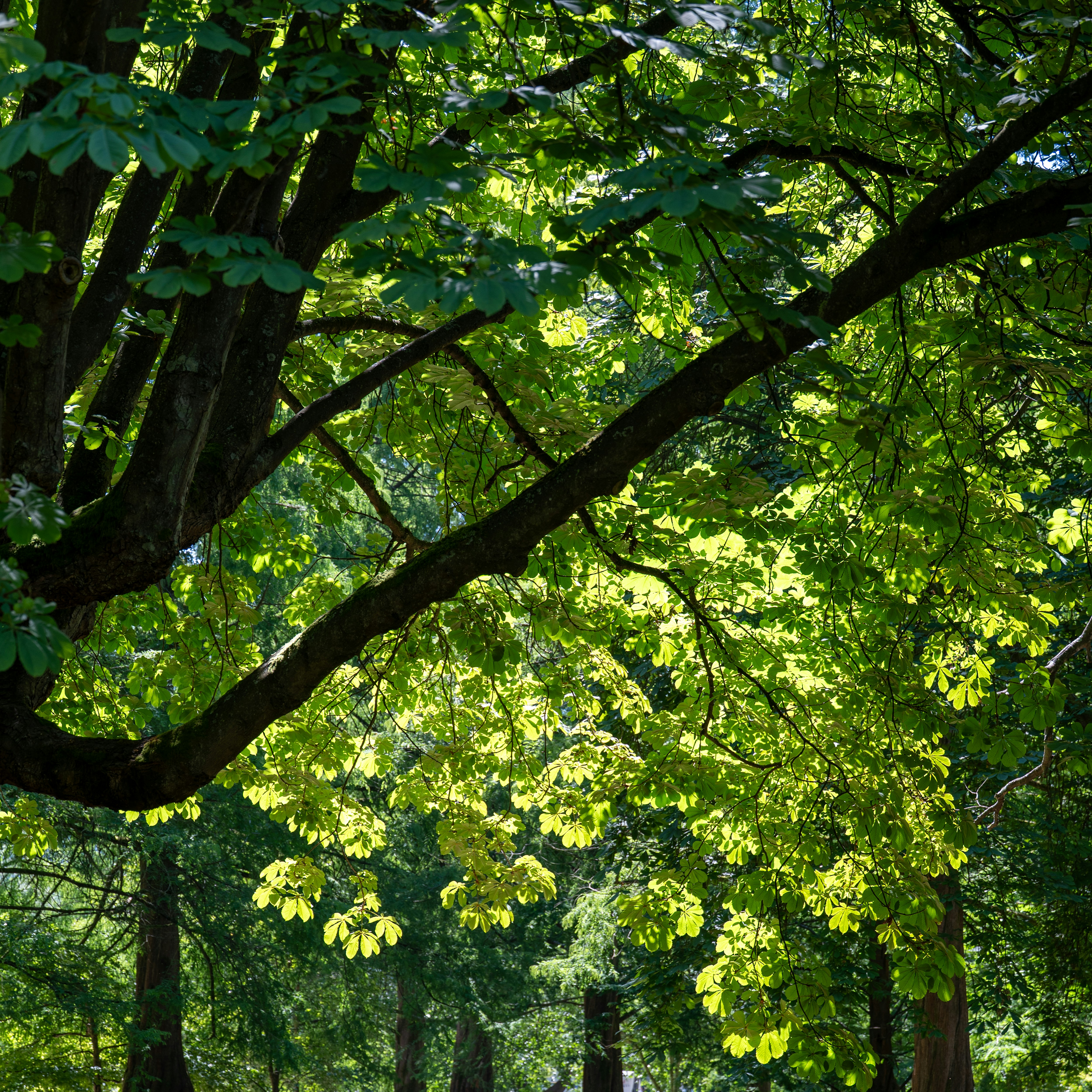 Sunlit Canopy: A Glimpse Through Verdant Branches