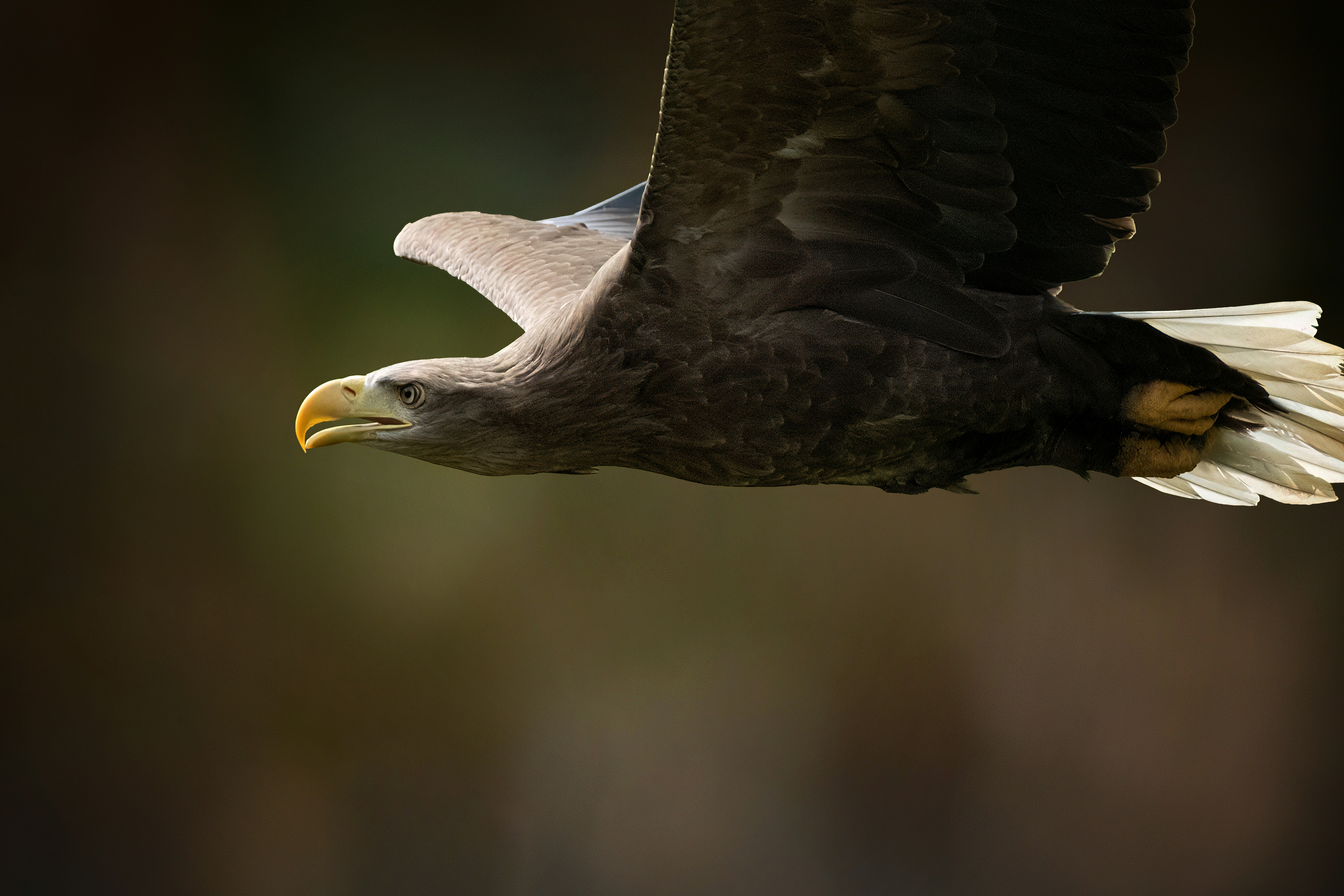 Raptor in Flight: Focused on the Hooked Beak and Leading Wing