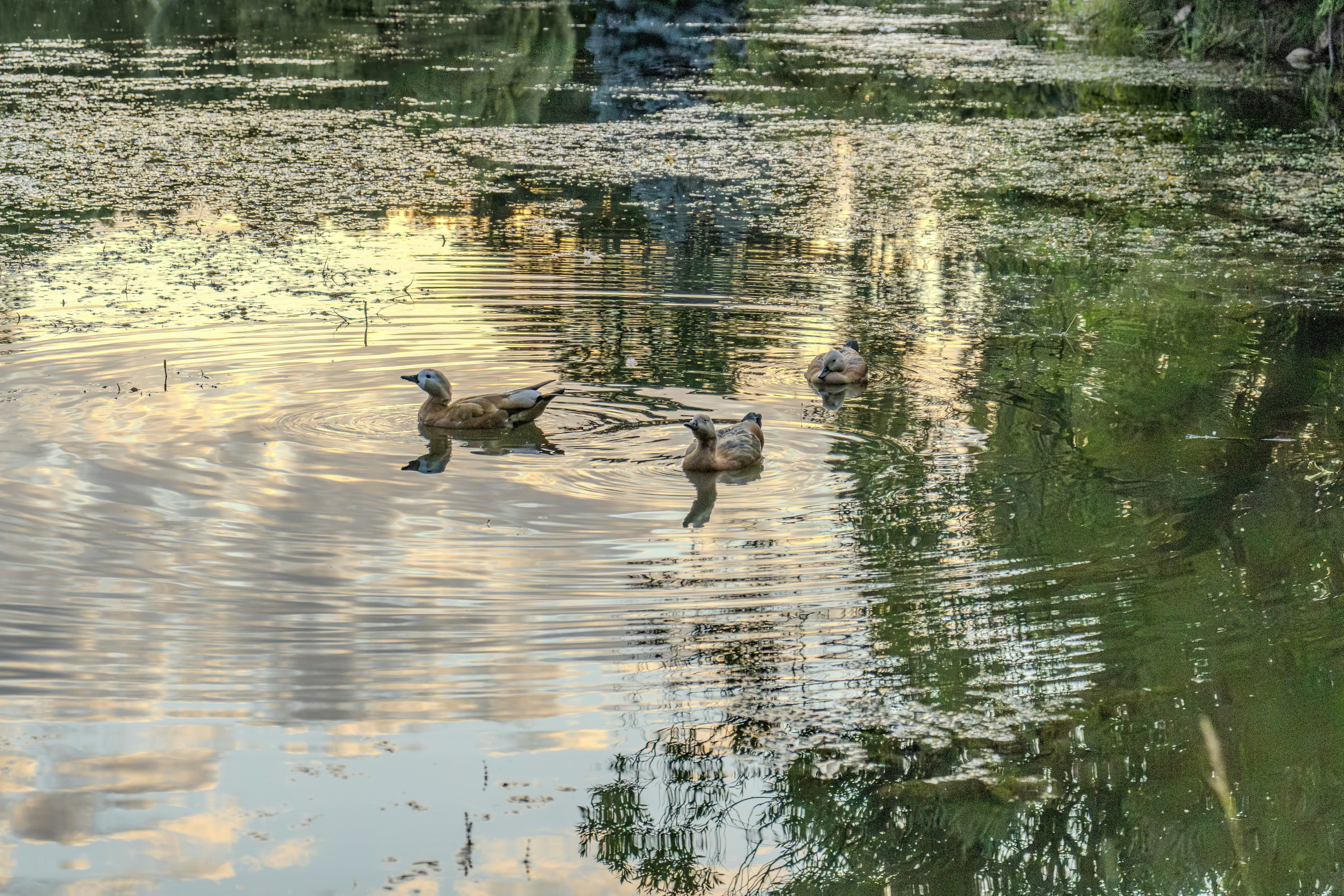 Three ducks glide across a calm pond with reflections of trees and sky; the scene captures tranquil water, soft light, and natural shoreline details.