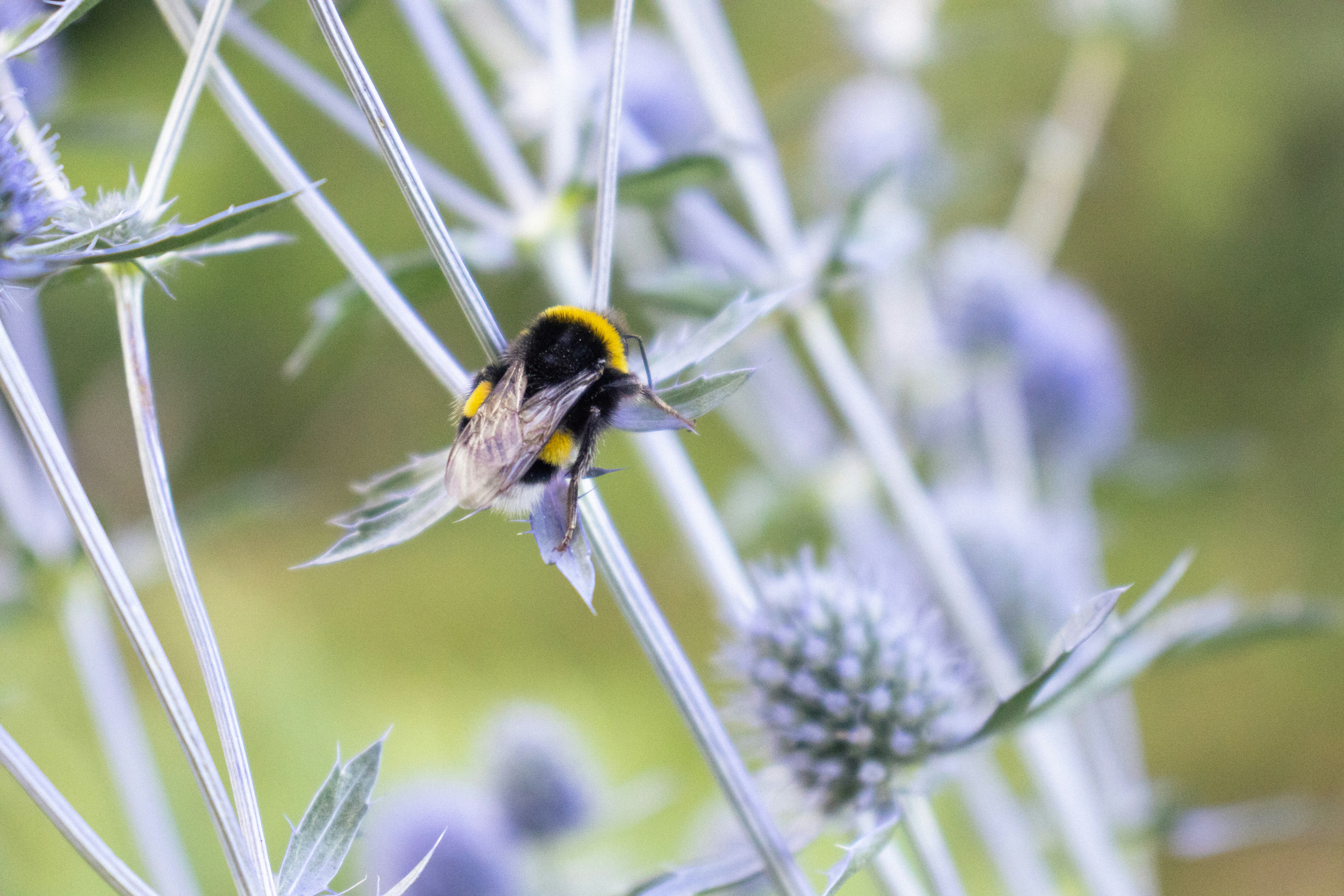 Buried in Purple Thistle: A Bee in Mid-Flight