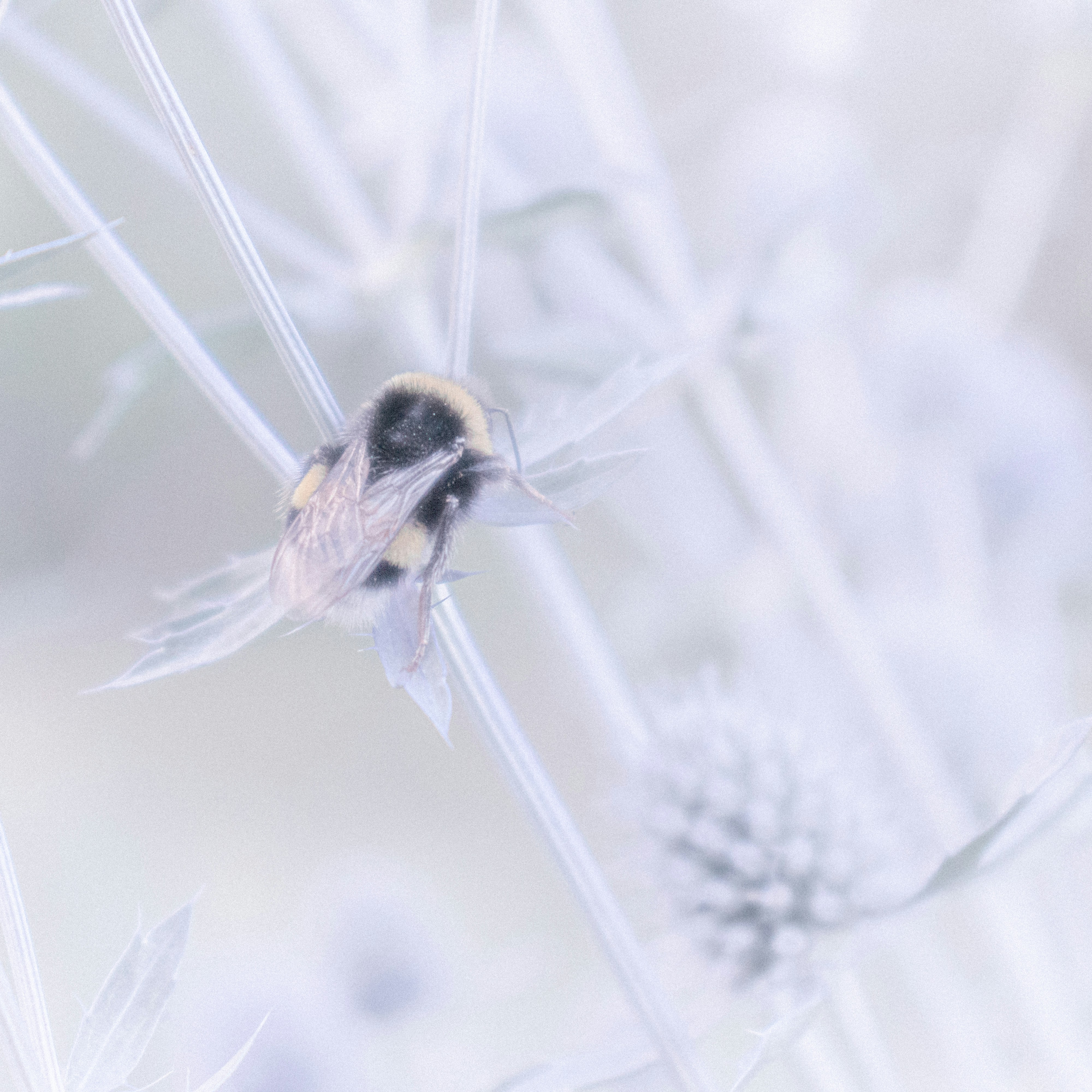 Soft Blur, Busy Bee: A Gentle Off-Center Portrait of a Bumblebee