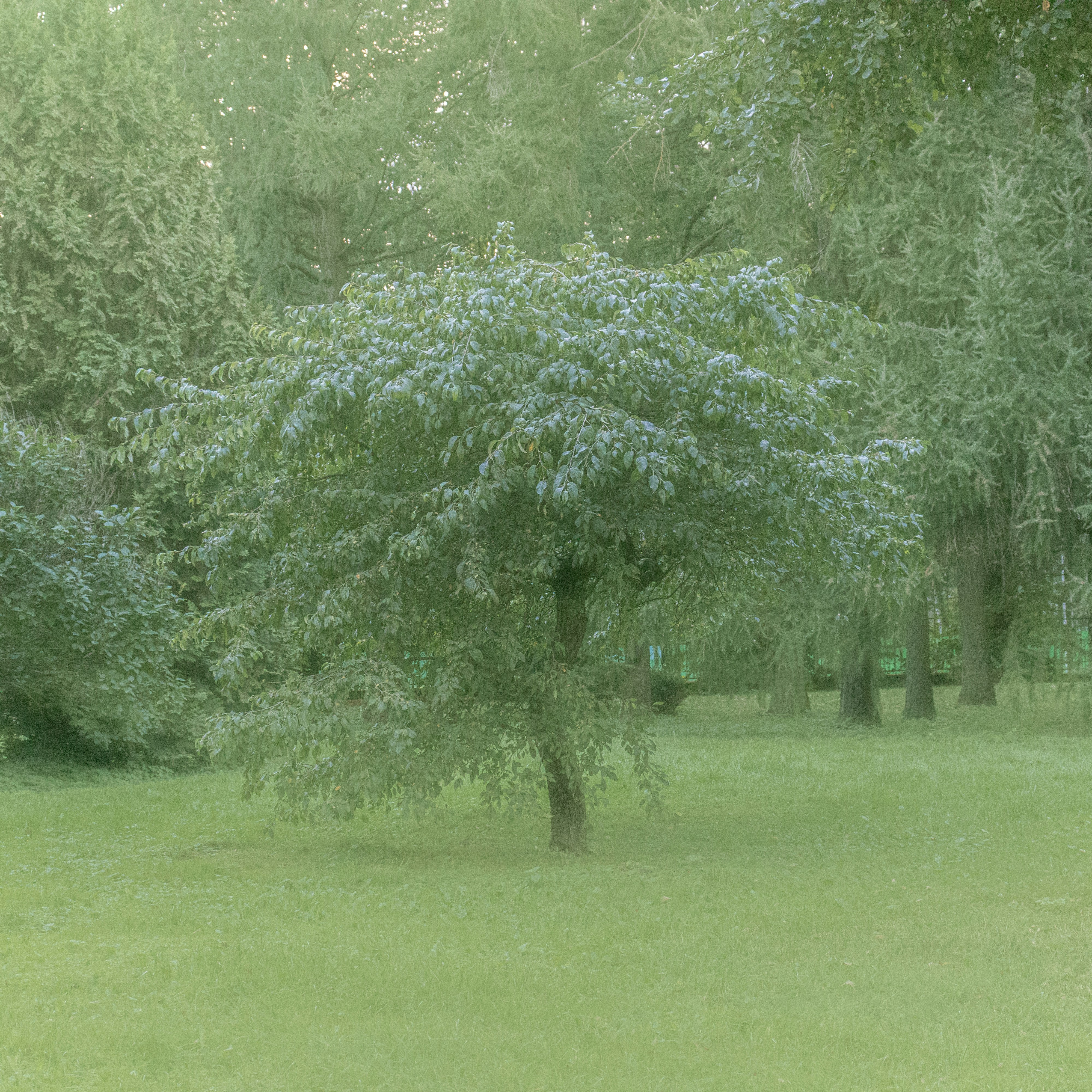 The Quiet Favored Tree: Central Canopy in a Sunlit Park