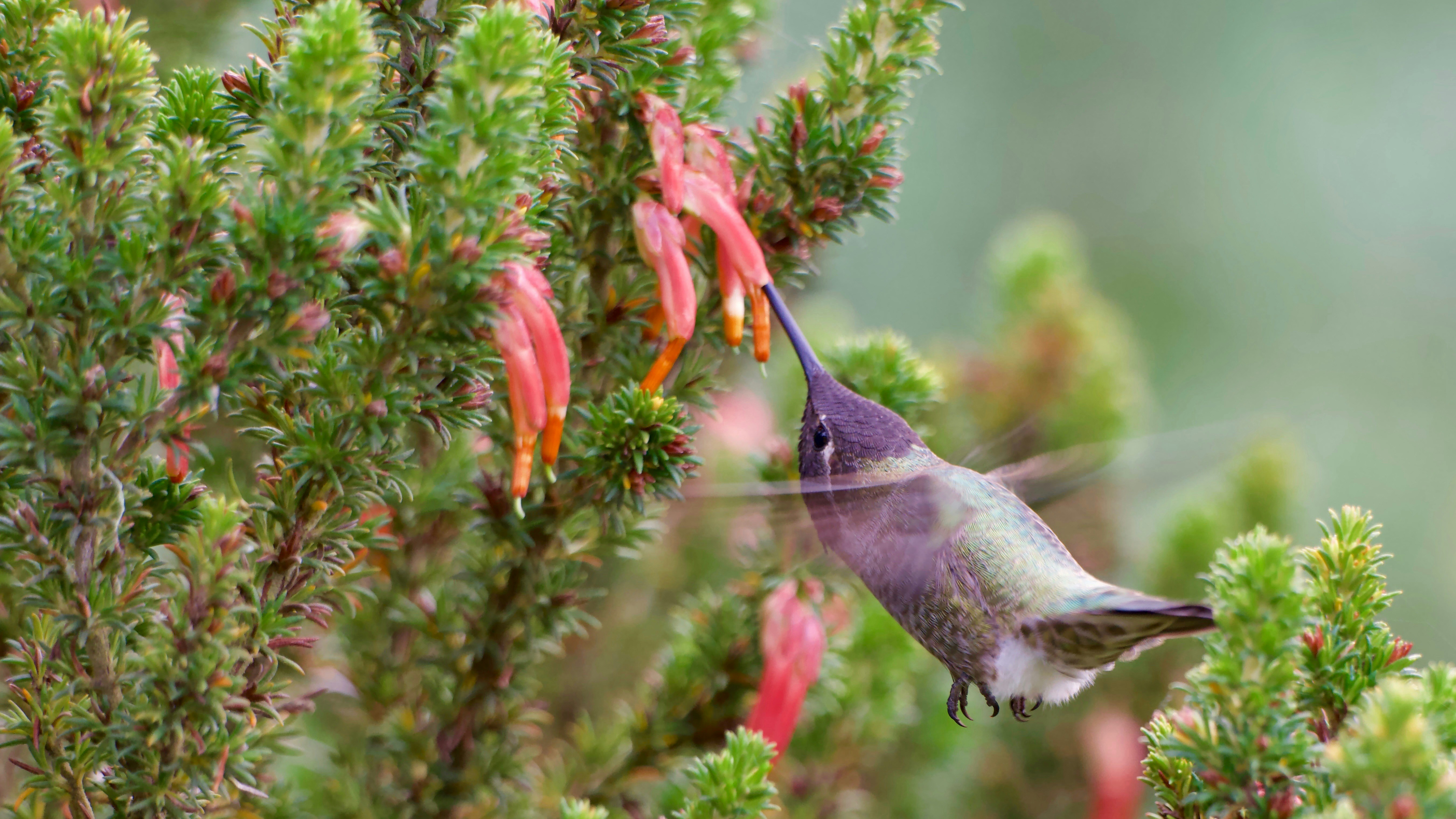 Hummingbird Hover: A Violet-tailed Jewel In Blooming Shrubs