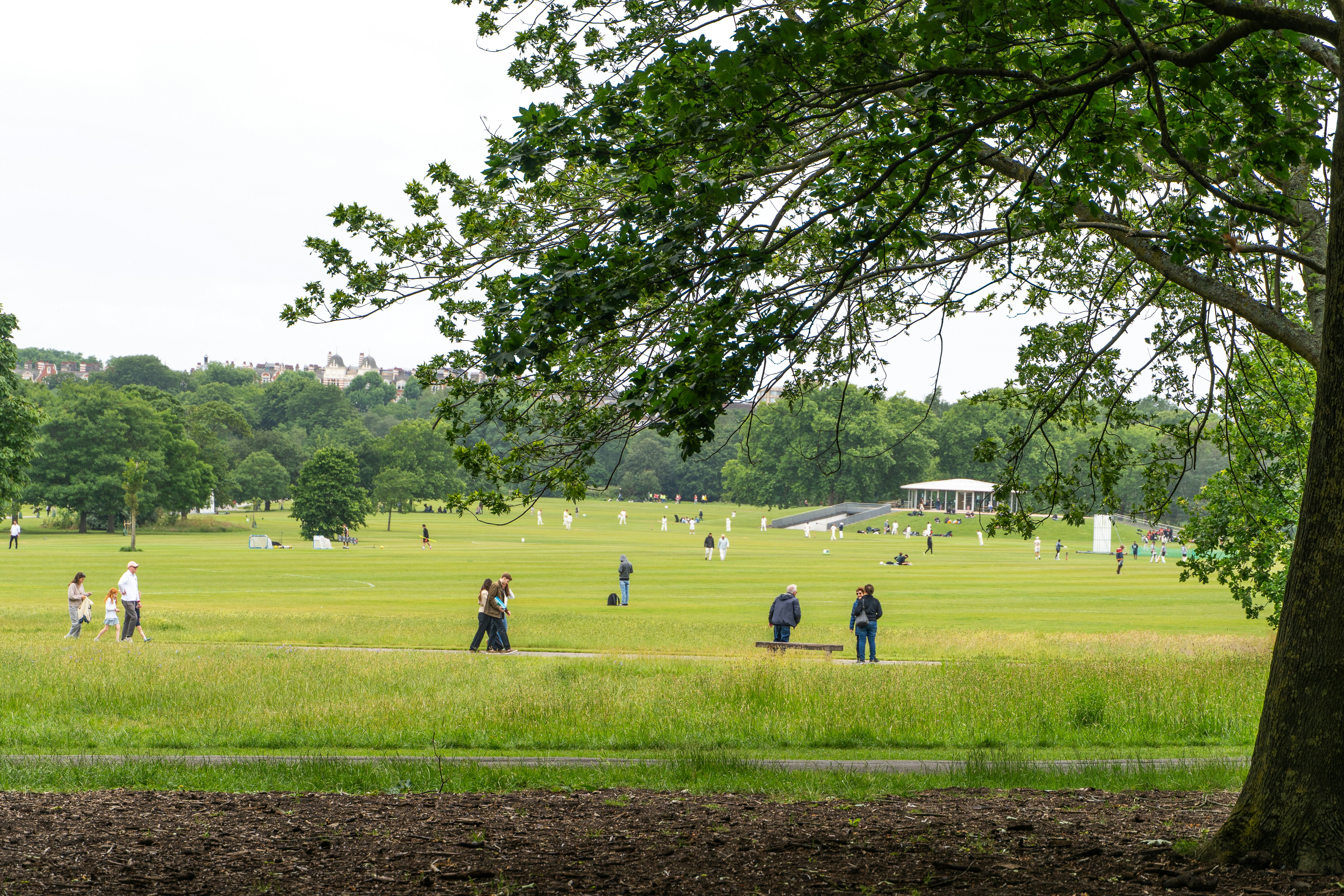 Open Park, People Spreading Across the Lawn Under a Widening canopy