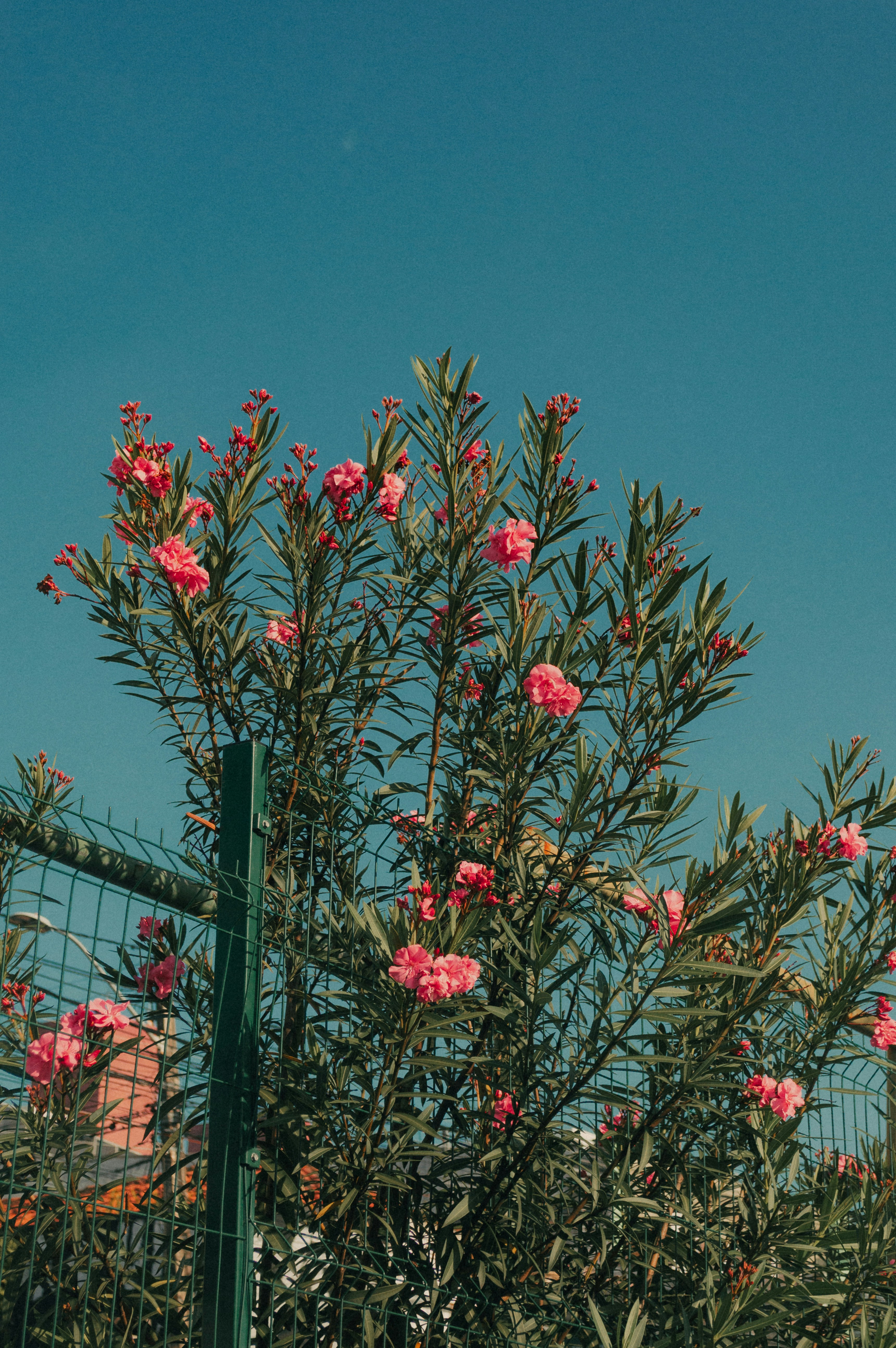 Pink blooms rising above a green mesh fence beneath a clear blue sky