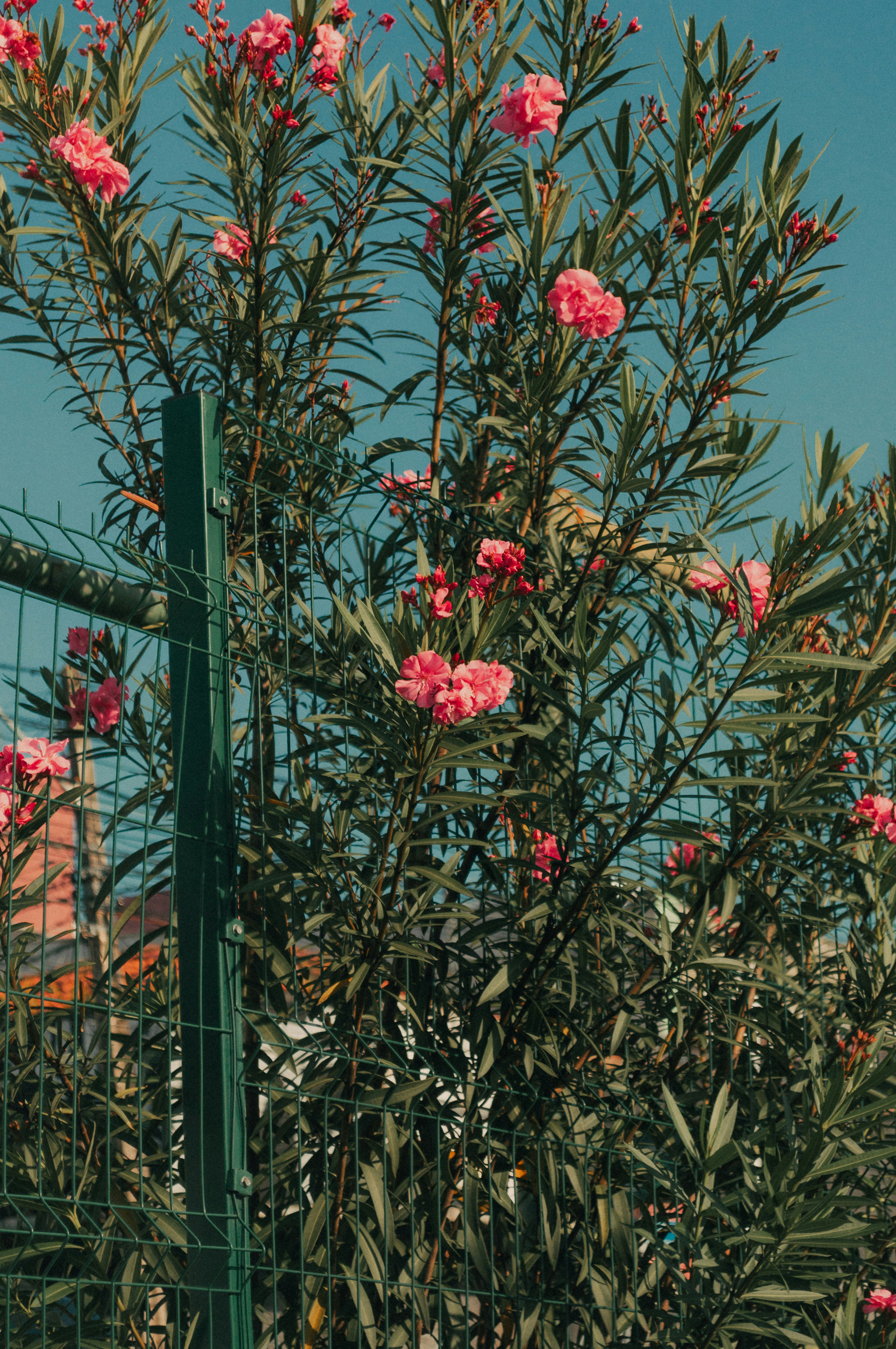 Pink blooms climbing a sunlit garden trellis under a teal sky