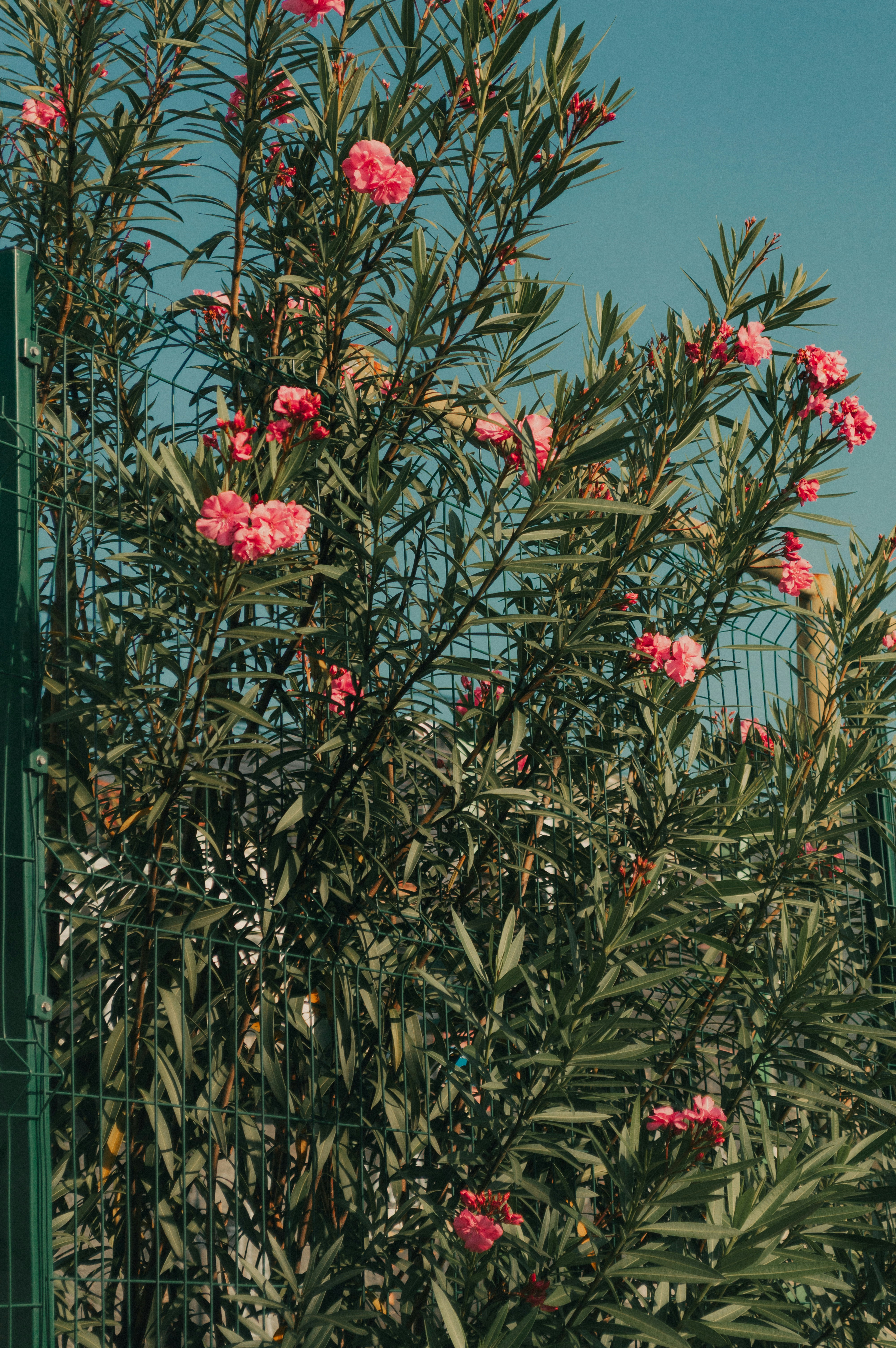 Pink blooms against a turquoise sky: an unobstructed garden behind a green fence
