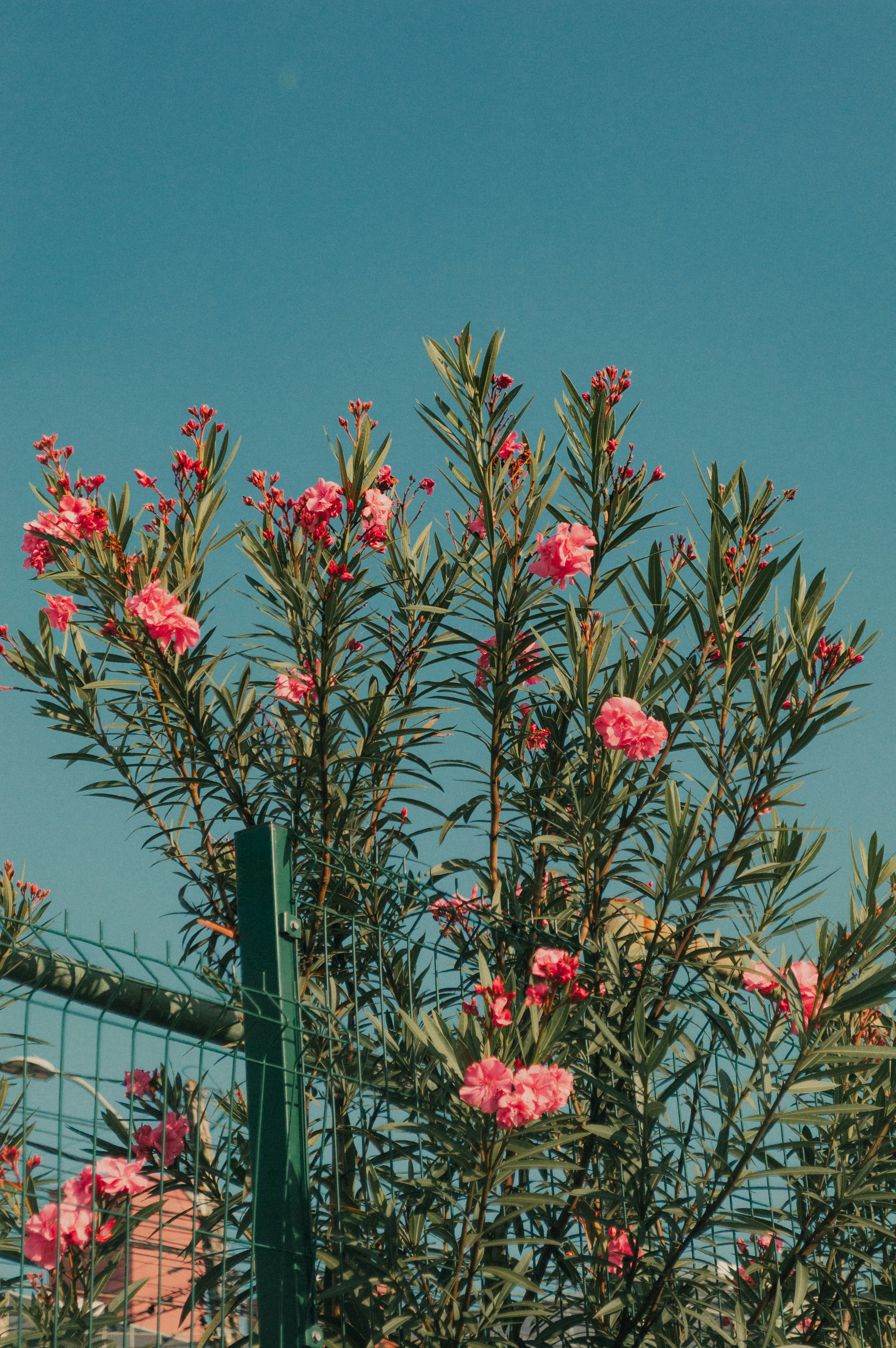 Pink blossoms reach toward a clear blue sky over a green fence
