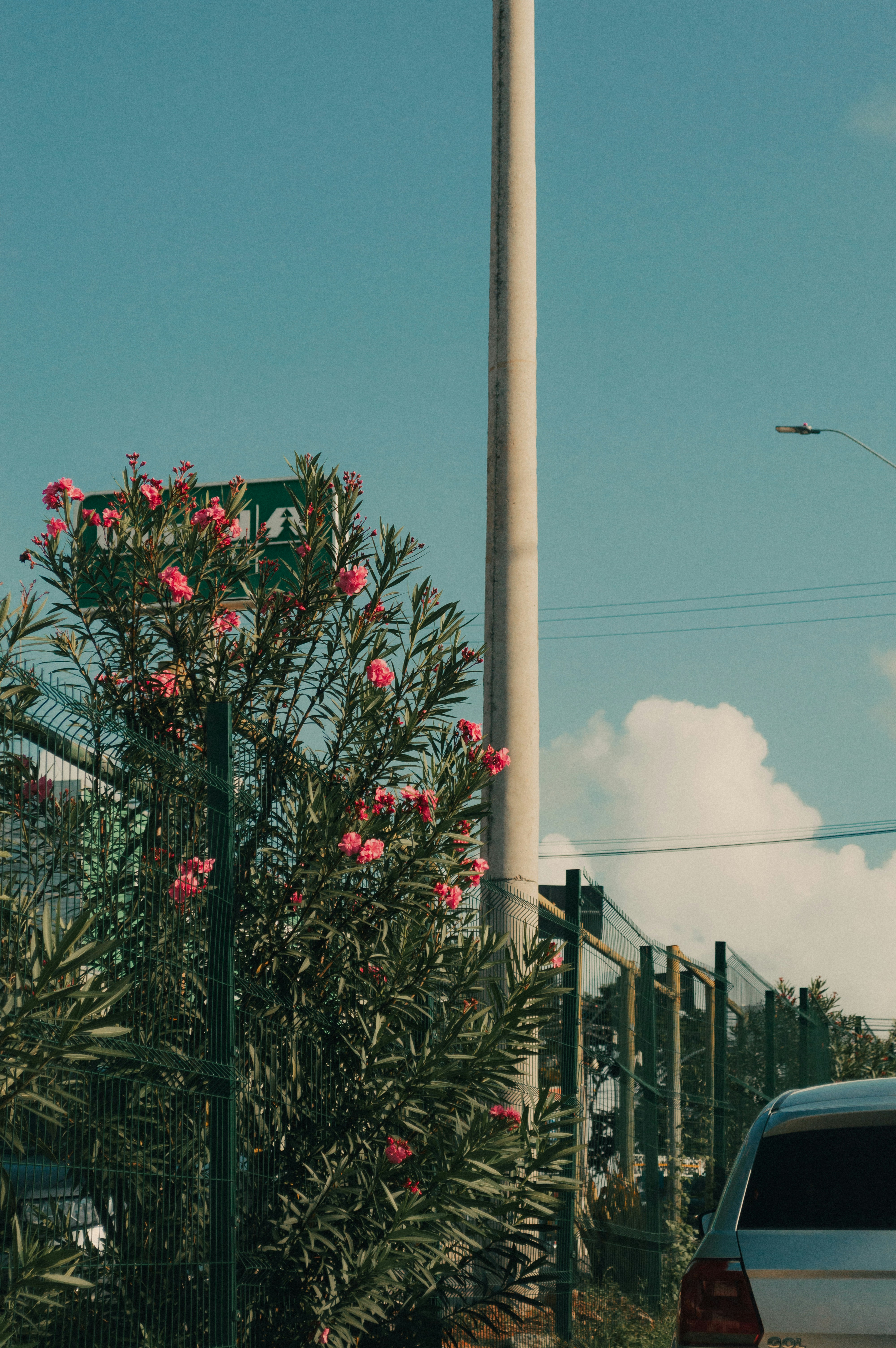 Pink-flowered shrub beside a wire fence beneath a roadside pole