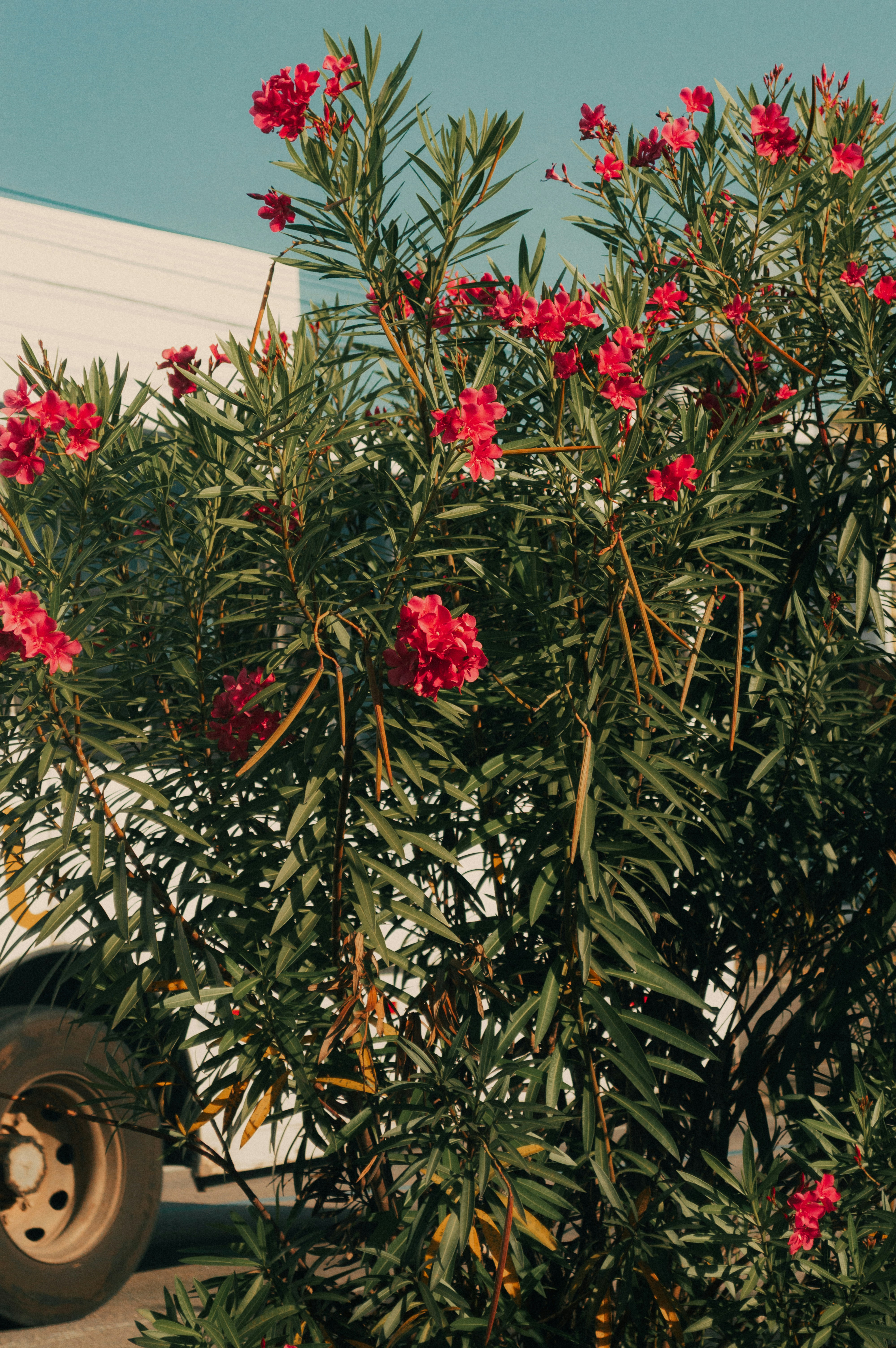 Deserted Alley Bloom: Red Oleander Against a Pale Wall
