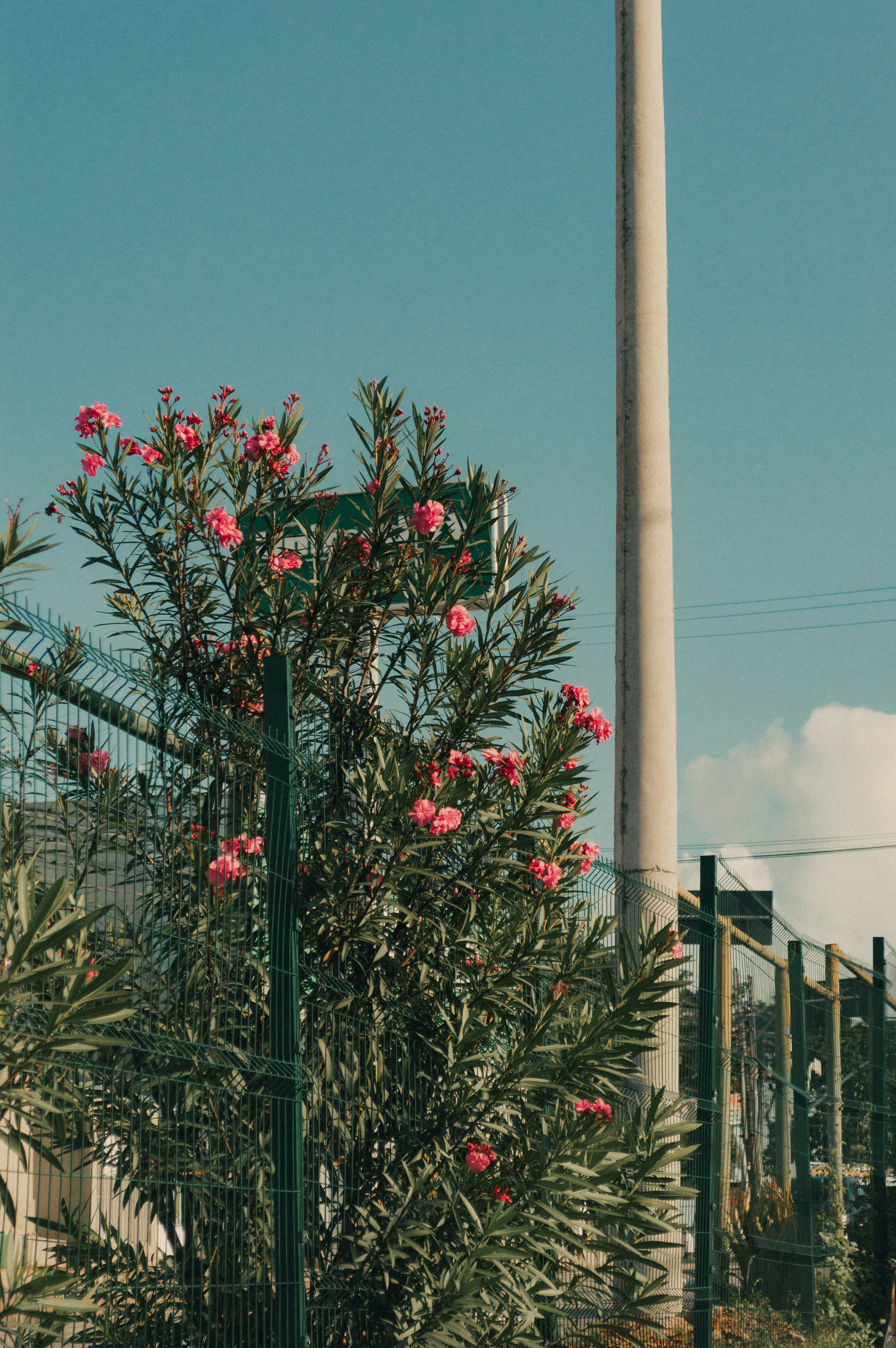 Pink oleander bloom against a sunlit industrial frame