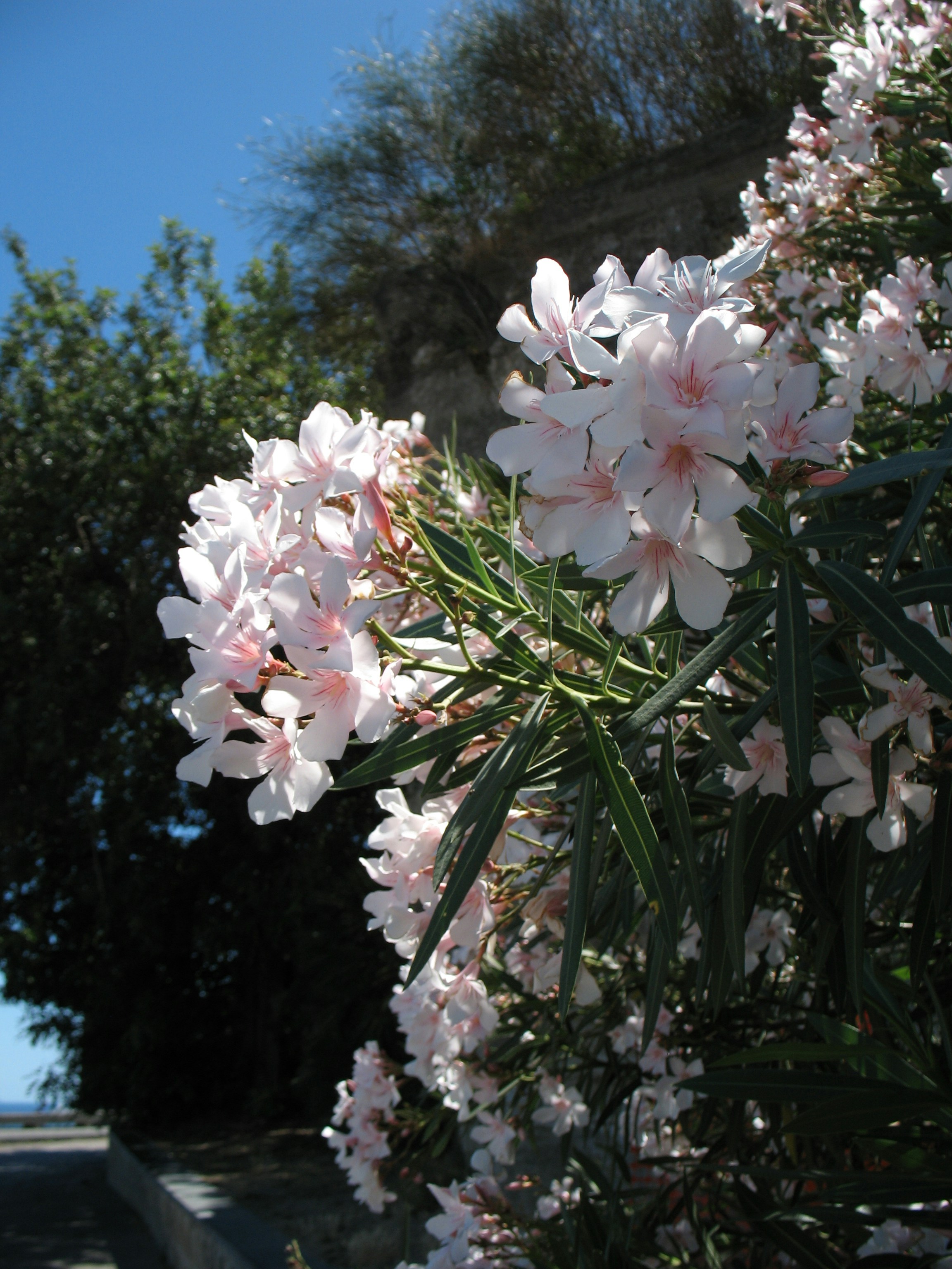 Soft Pink Clusters by the Shoreline