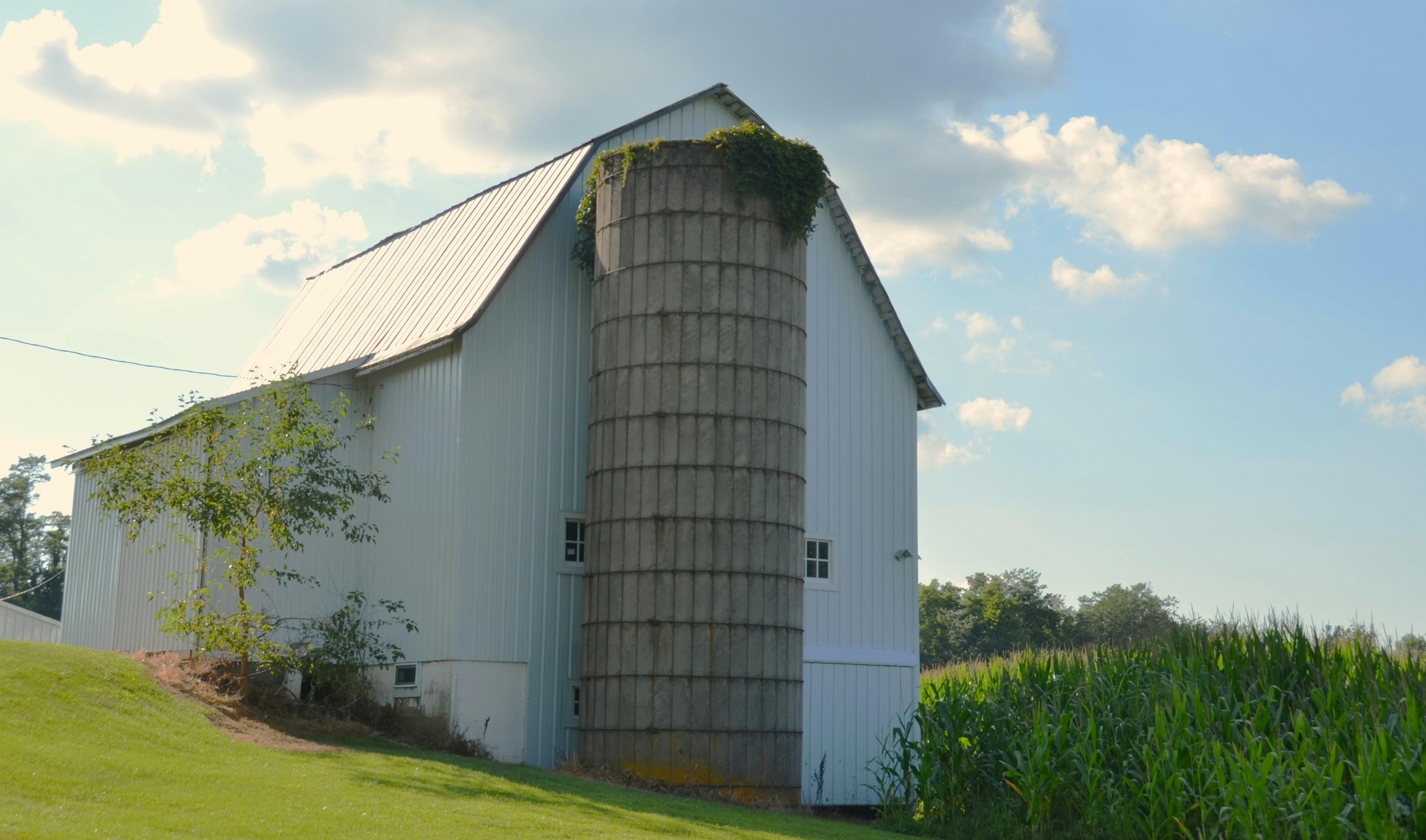 Sunlit Farm Barn with Vertical Grain Silos