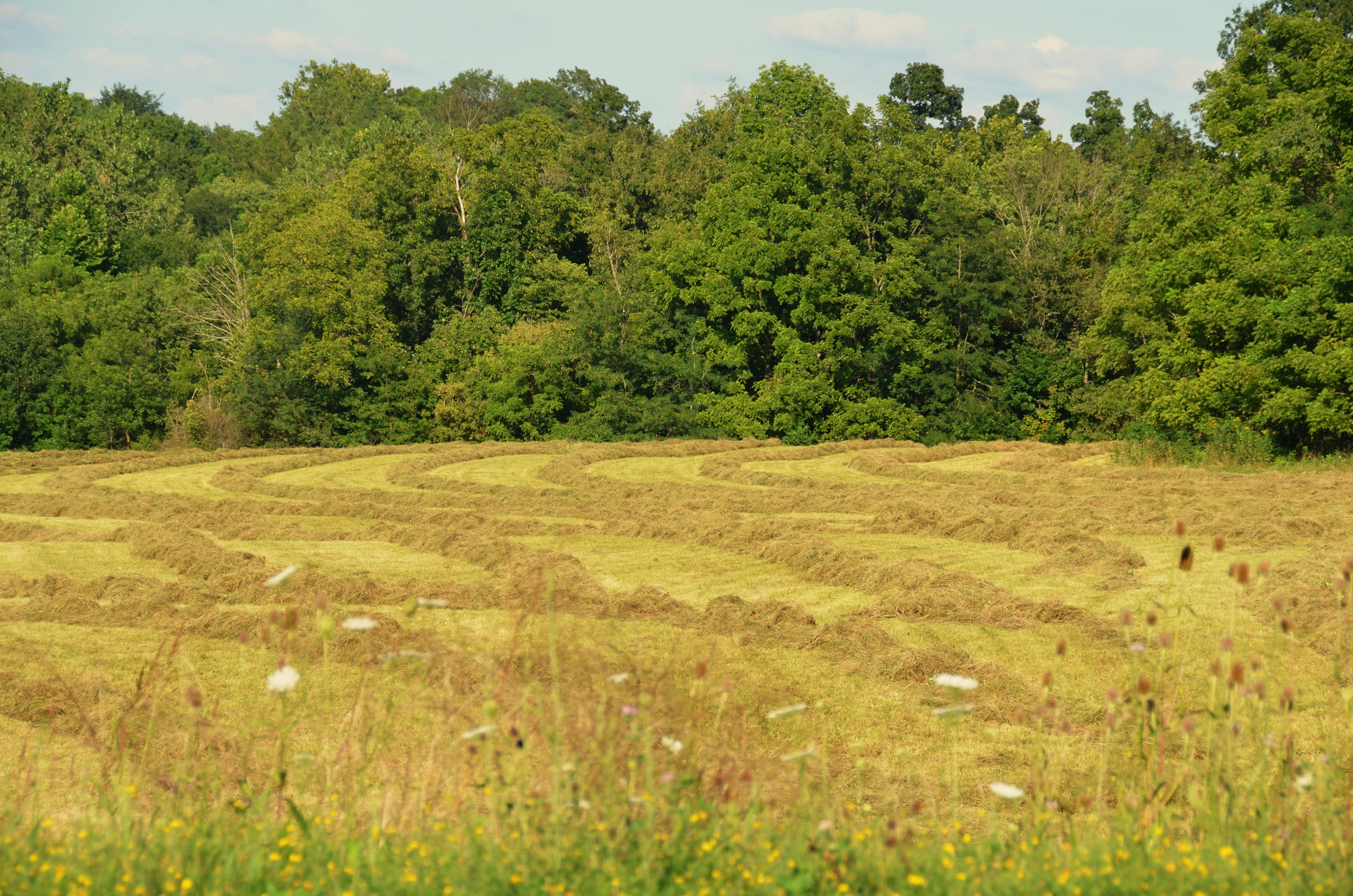 Golden Field Waves Under a Woodland Edge