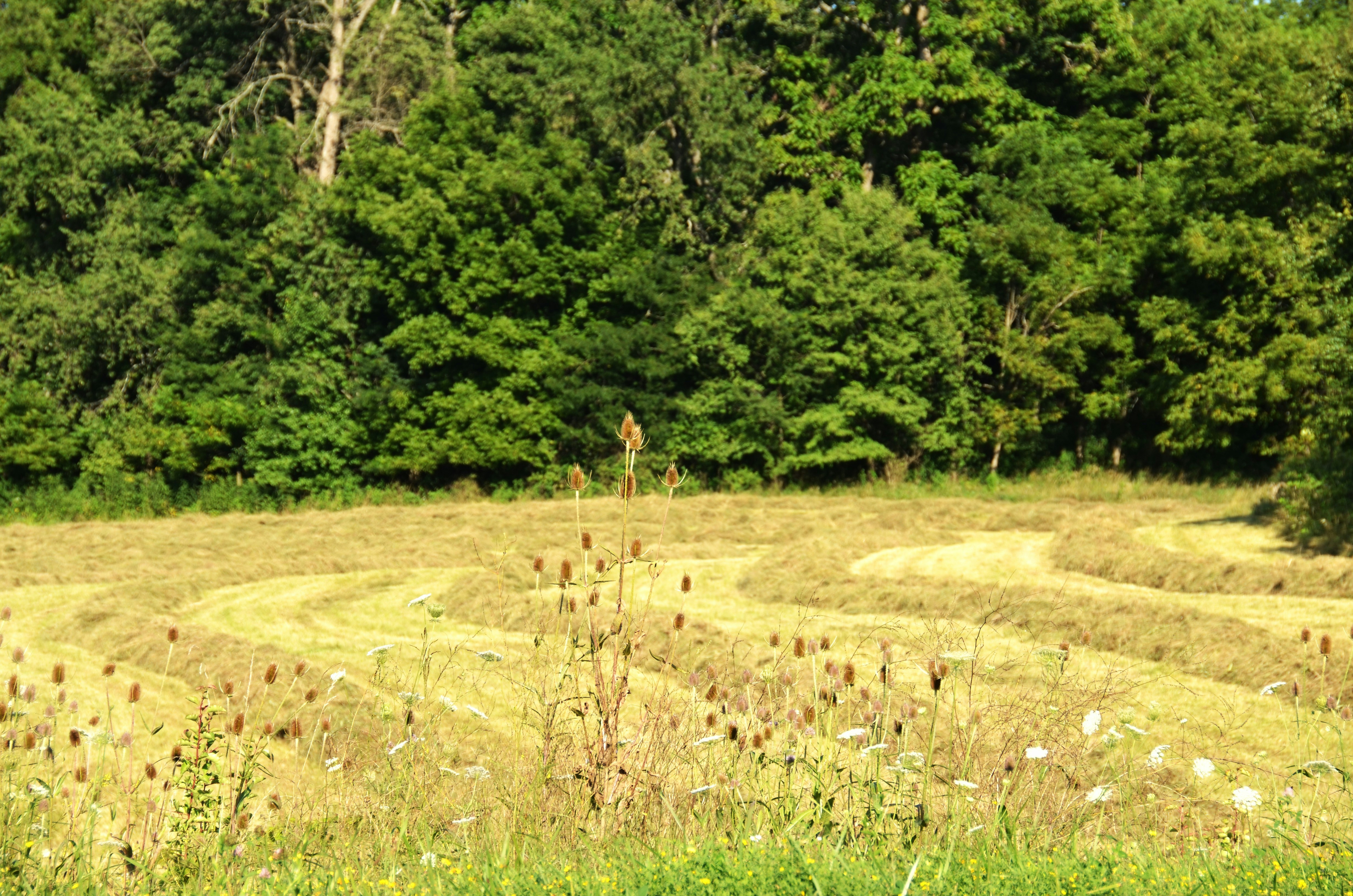 Sunlit Curved Meadow: A Quiet Field Framed by Forest