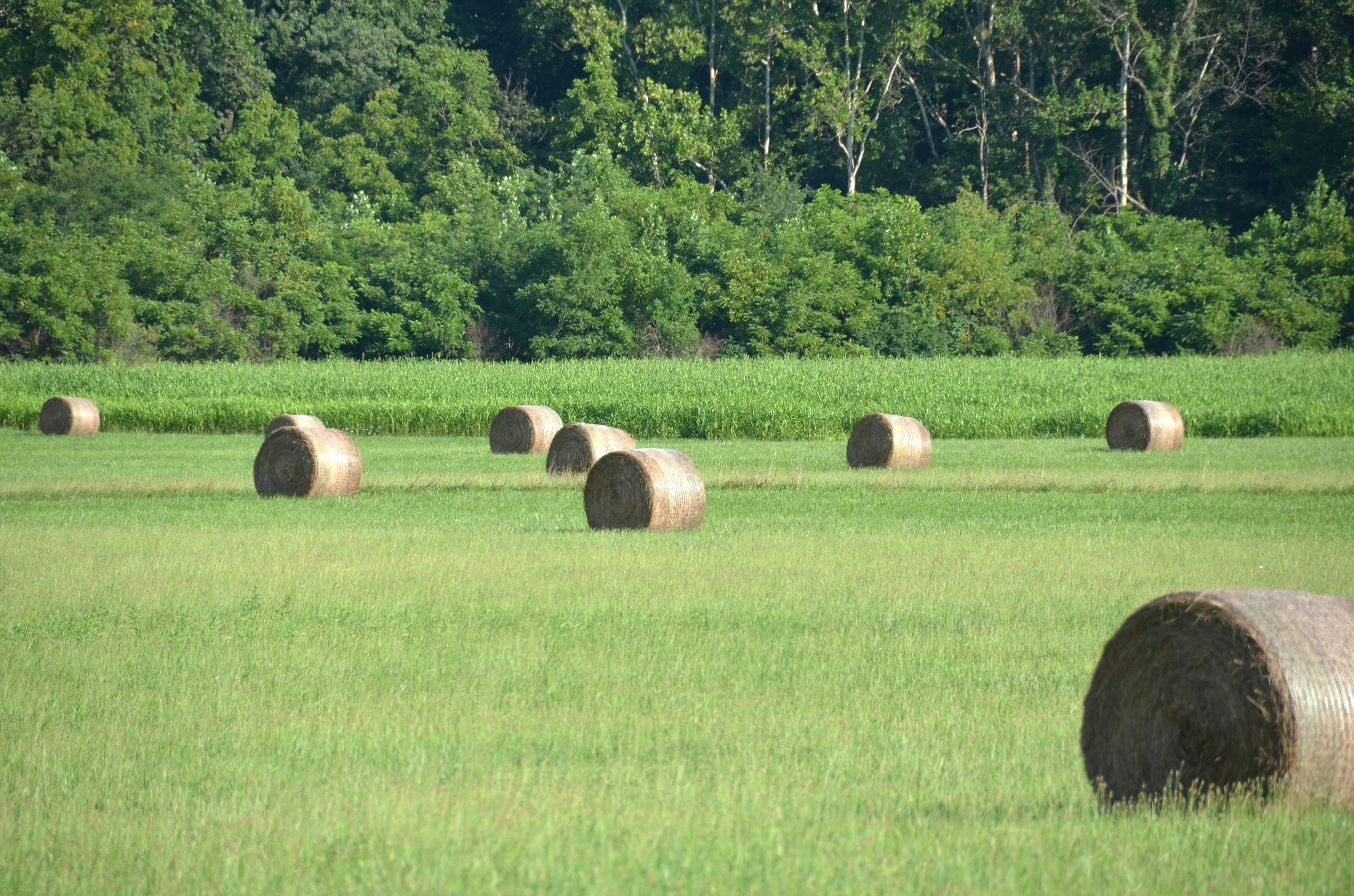 Rolling Hayfields with Weathered Round Bales Under Sunlit Sky