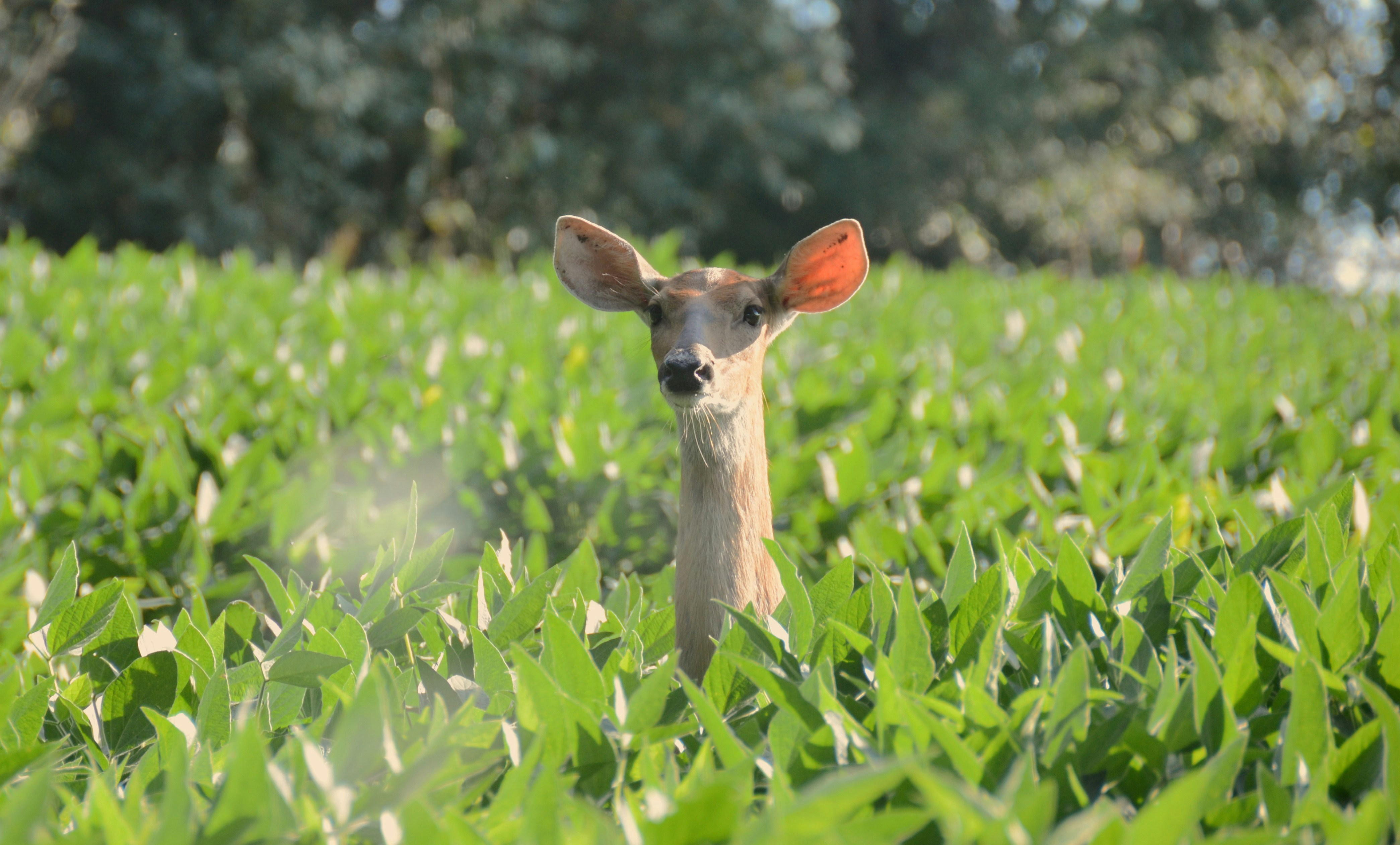 Emerald Field Sentinel: A Doe Emerges from the Cropped Sea of Green