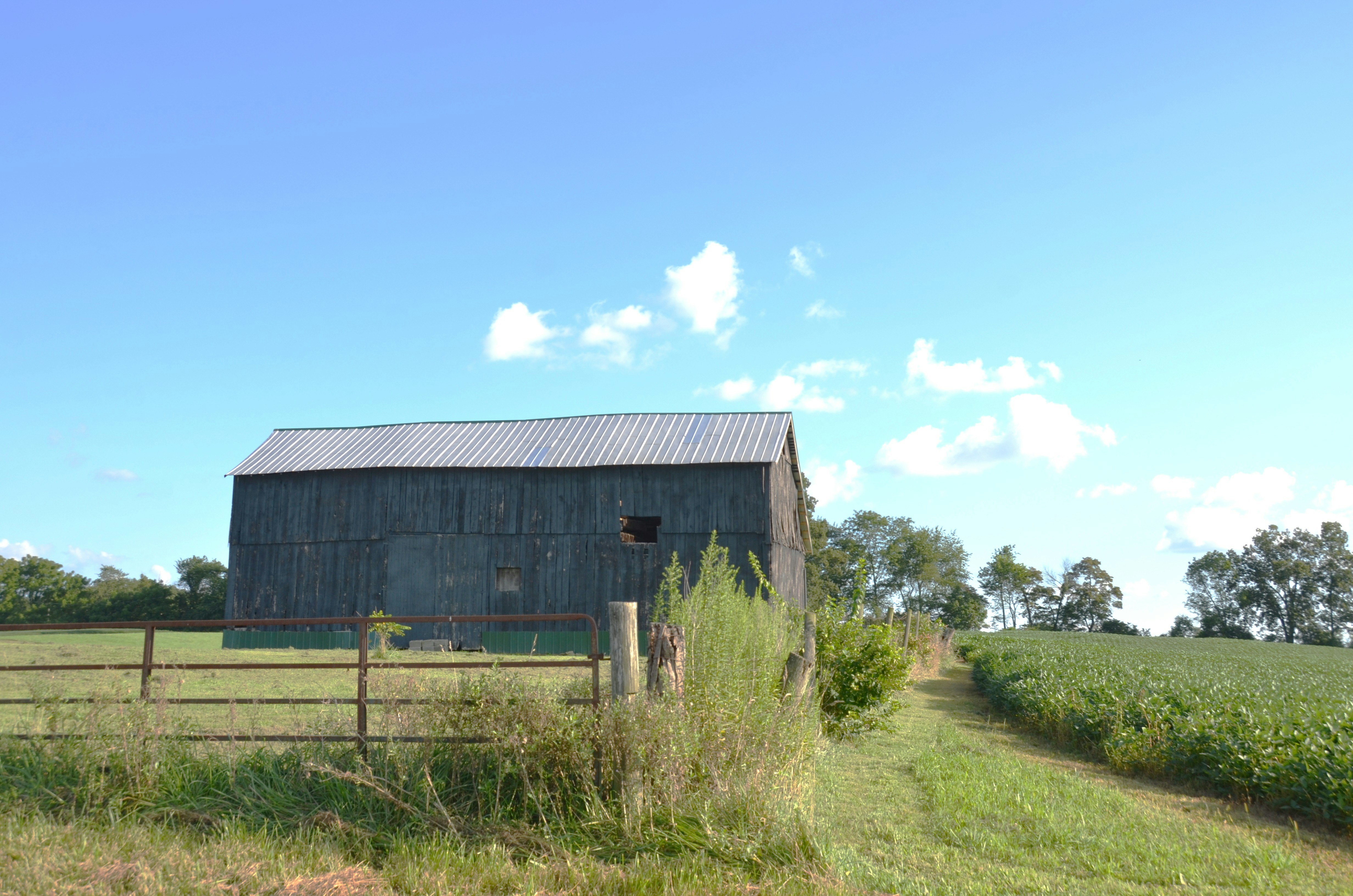 Weathered Barn on the Lane: A Quiet Farm Portrait