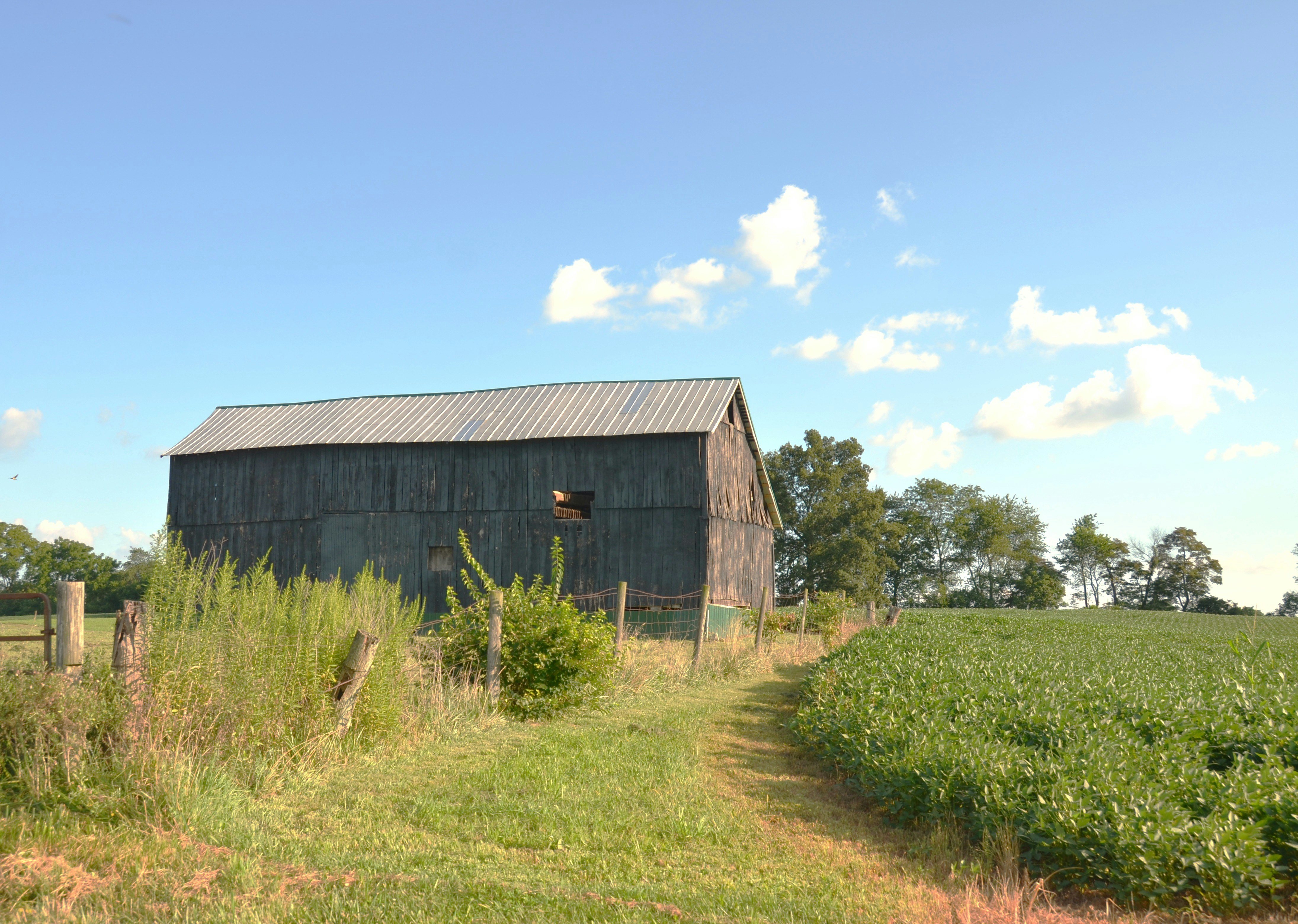 Sunlit Farm Barn: A Quiet Path to the Old Meadow