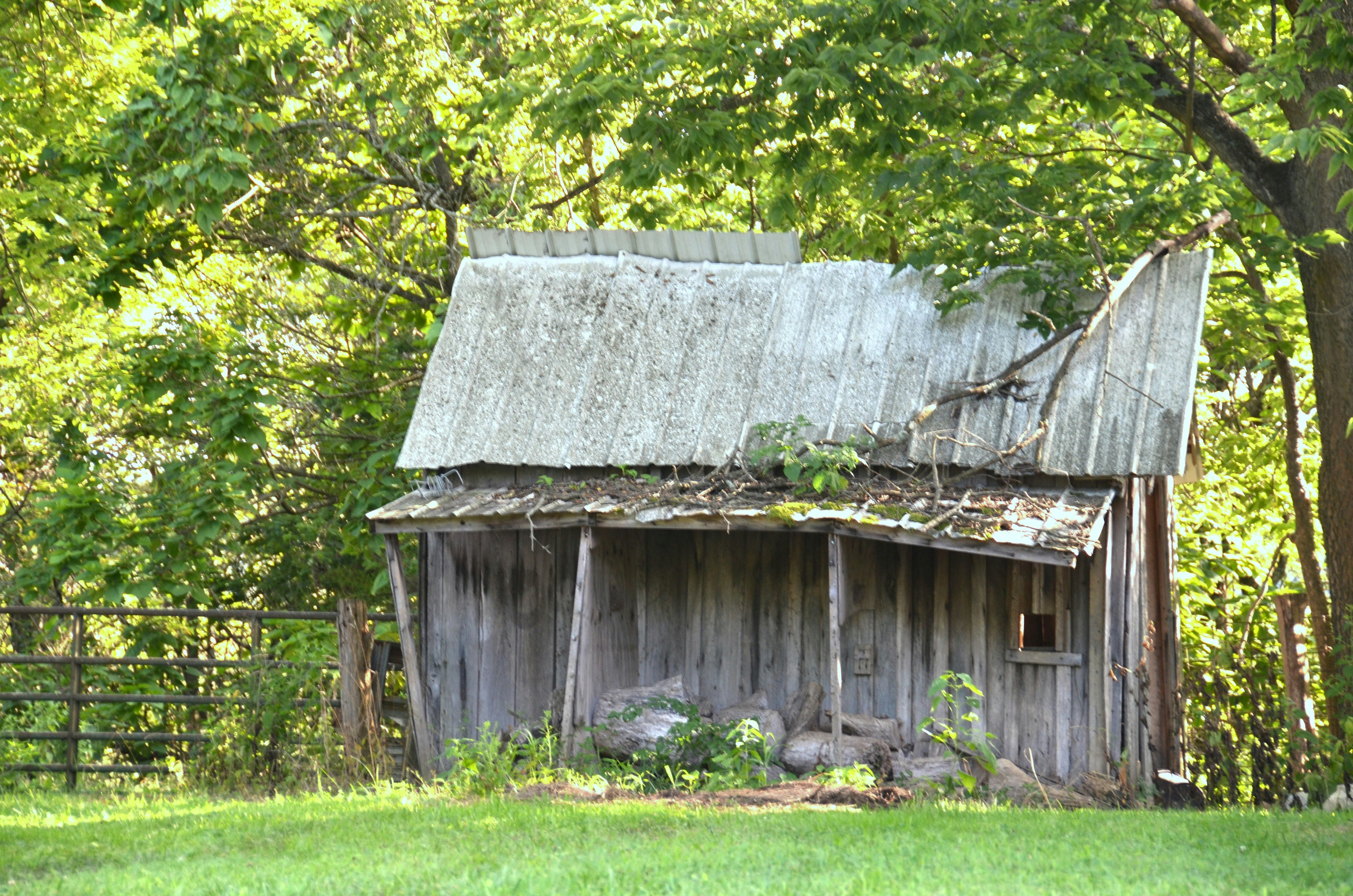 Weathered Shed in a Sunlit Clearing