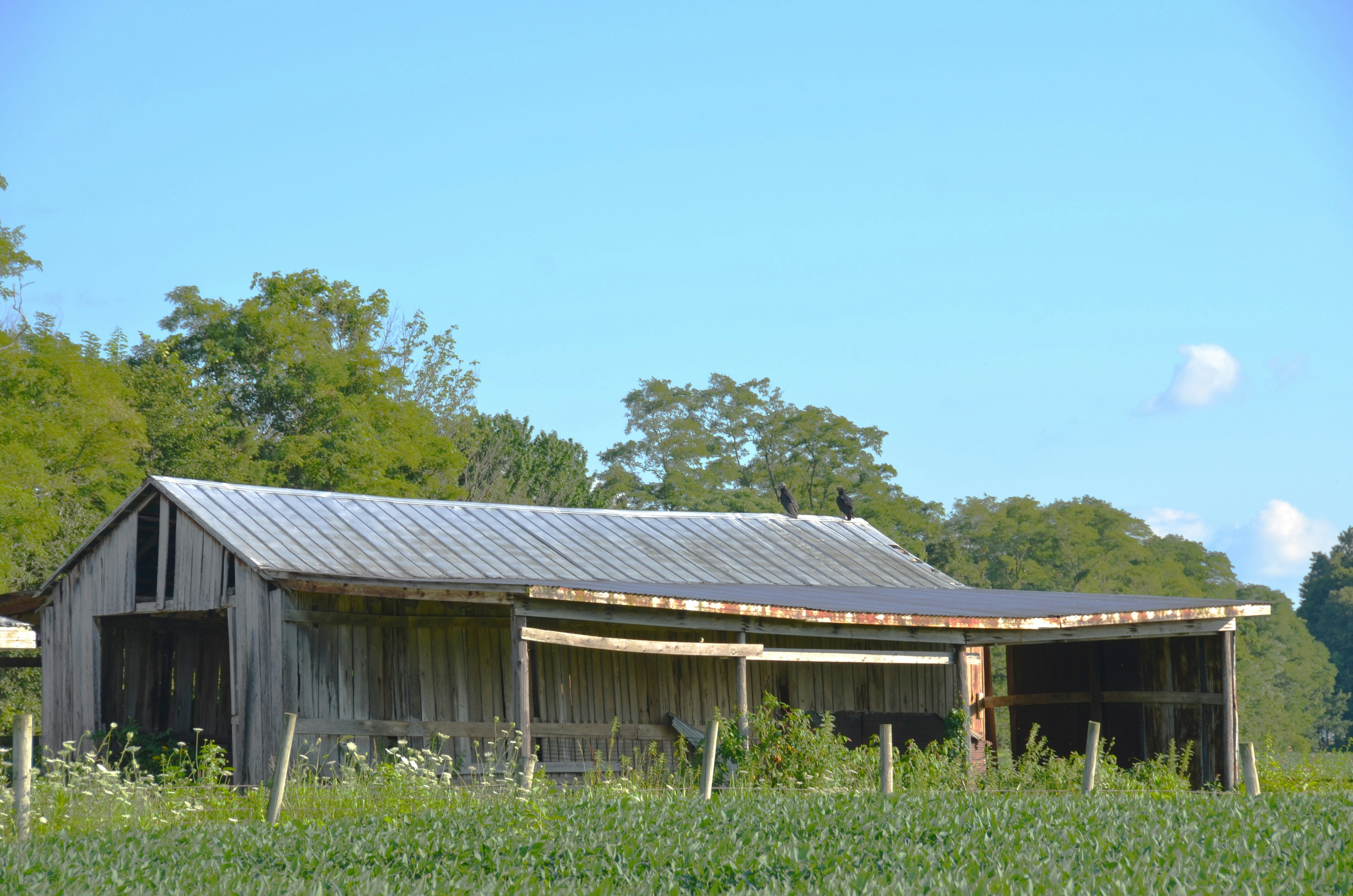 Weathered Barn Breathing Quiet Across a Sunlit Field
