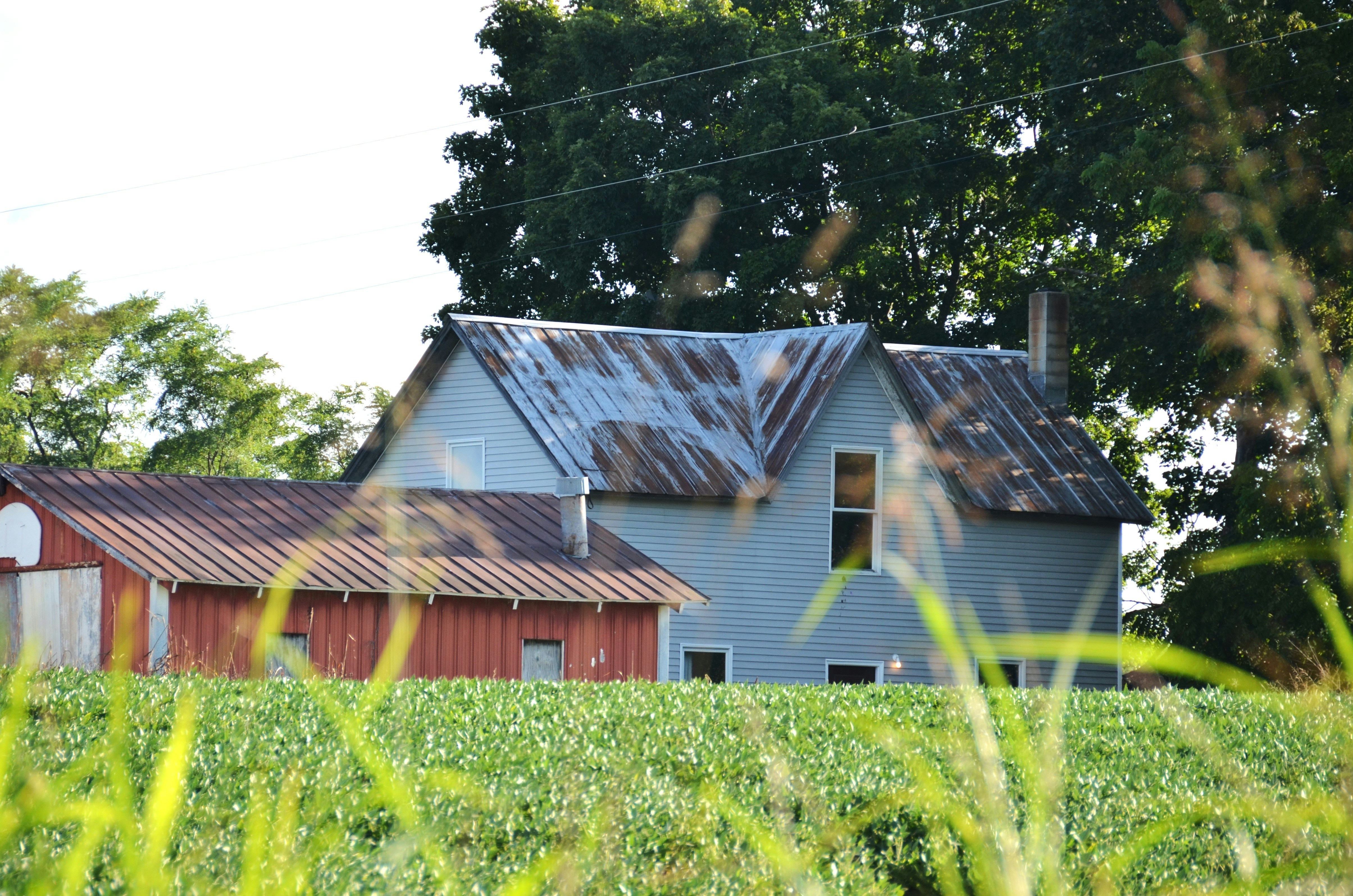 Rusted Roof, Quiet Farmhouse: A Field in Front of the Blue House