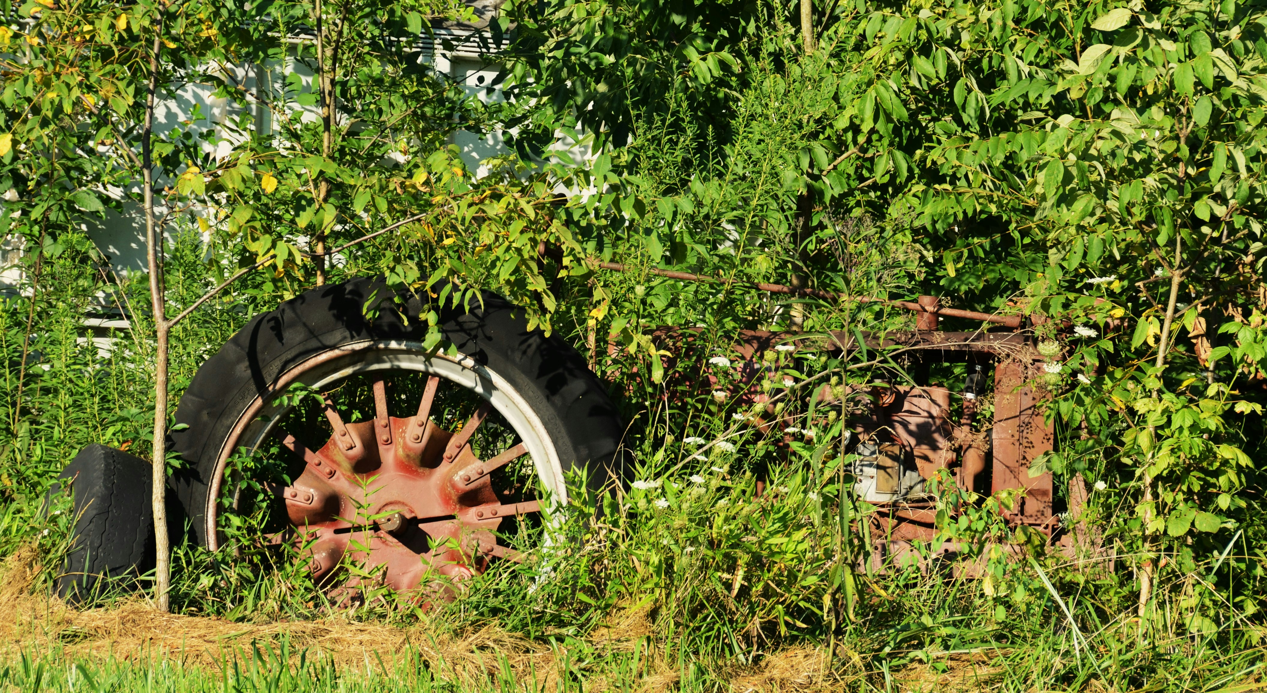 Overgrown Vehicle Remnant: A Tire Centered in Nature's Reclaim