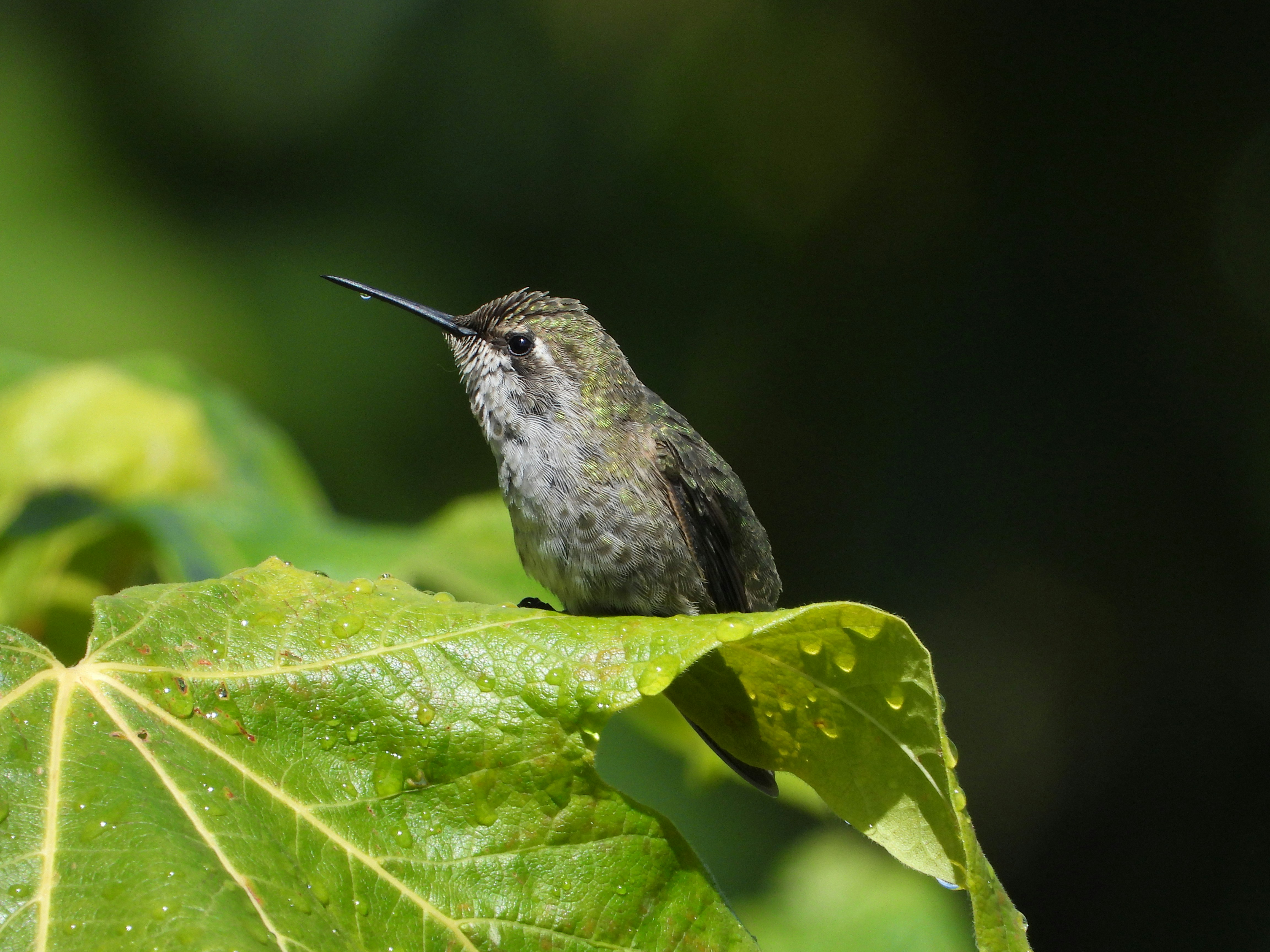 Tiny hummingbird perches on a glossy leaf, dew specks glistening, with a softly blurred green background.
