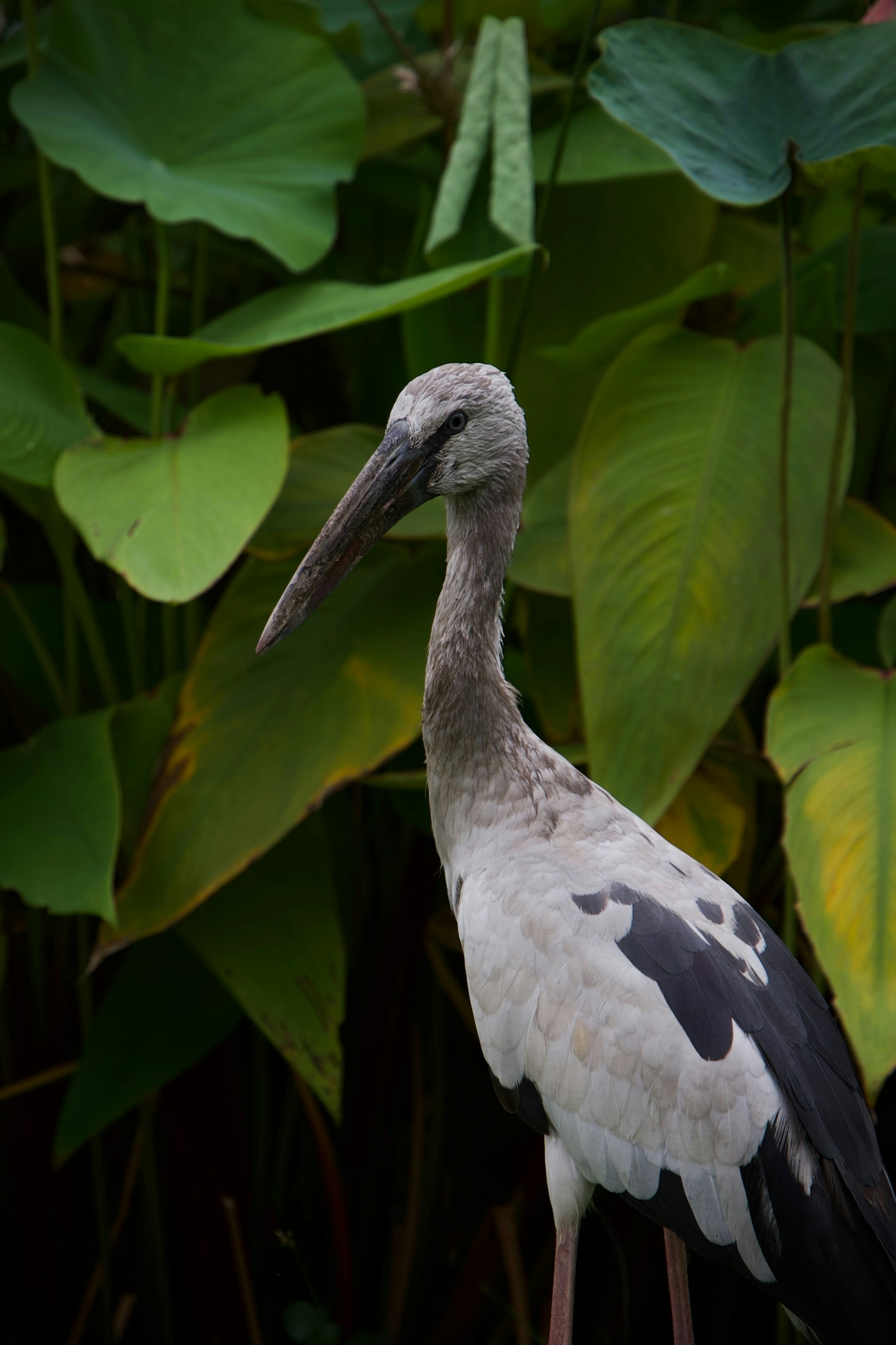 Jabiru with long beak and pale plumage stands among lush green leaves; a close-up vertical portrait emphasizing its elongated neck and contrasting plumage against tropical foliage.