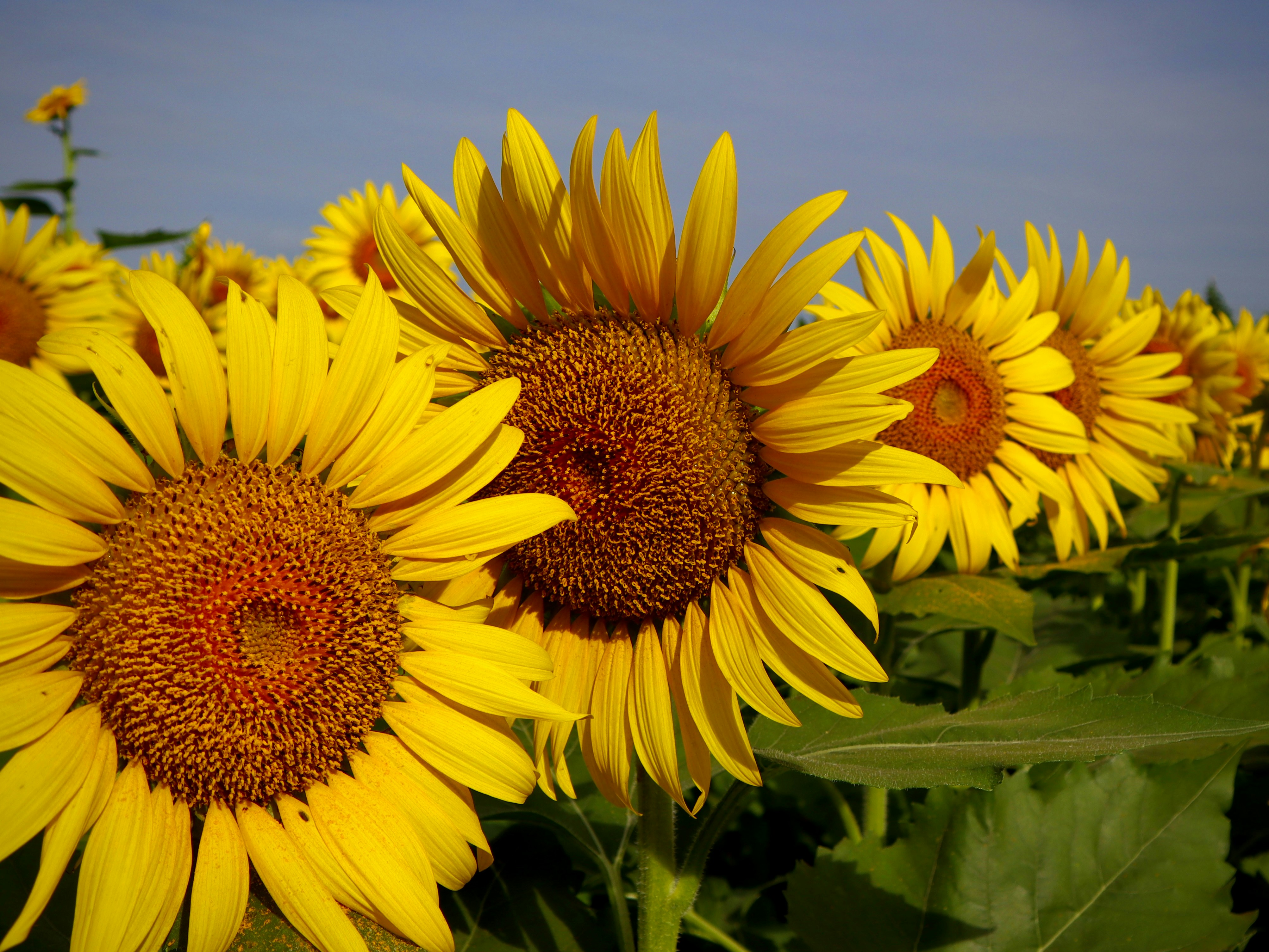 Sunlit Heads: A Row of Sunflowers Reaching for the Sky