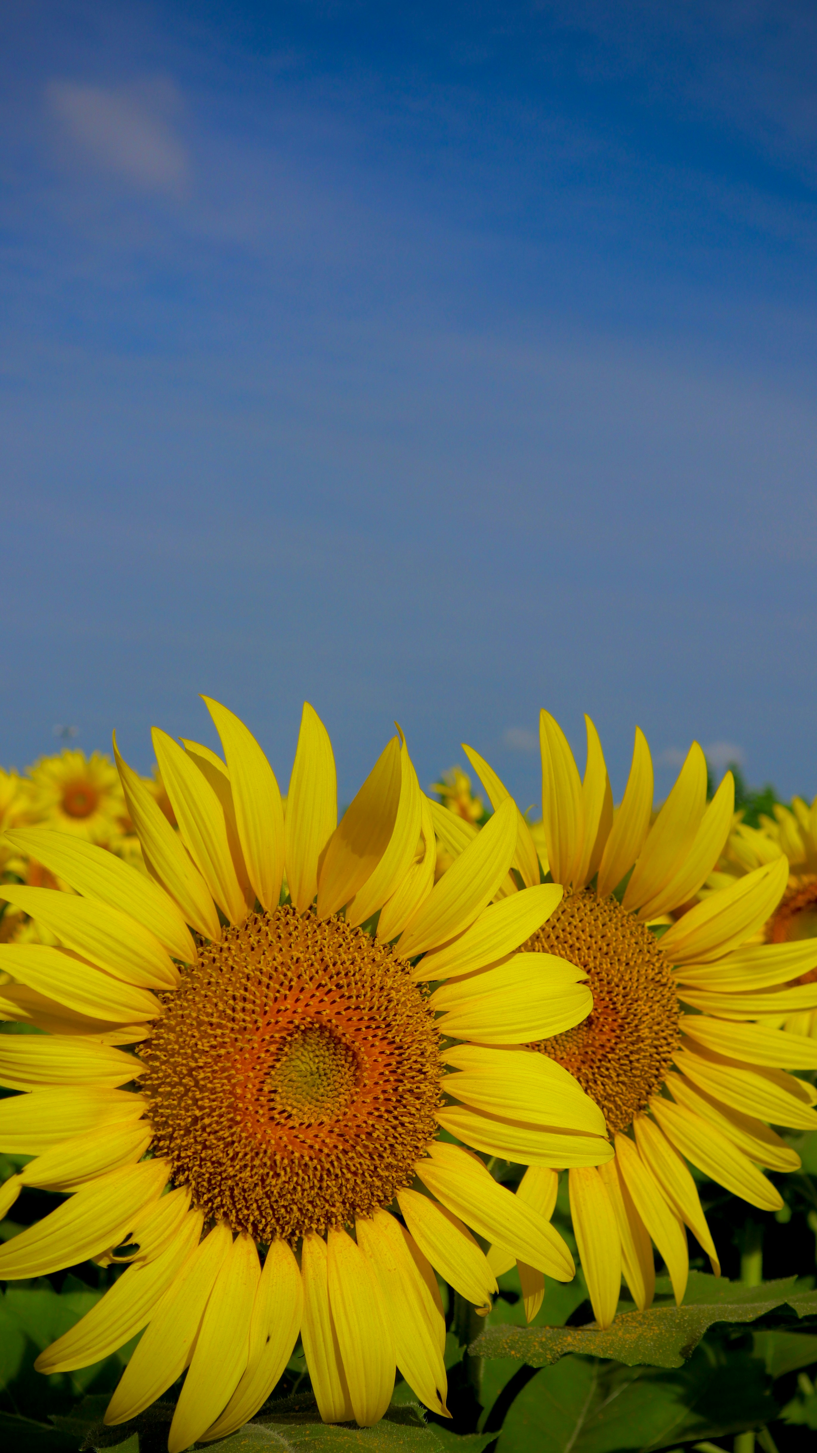 Bright sunflowers fill the foreground with their bold yellow petals against a clear blue sky, showcasing vibrant color and detail. A wide-field agricultural scene; a field of blooms.
